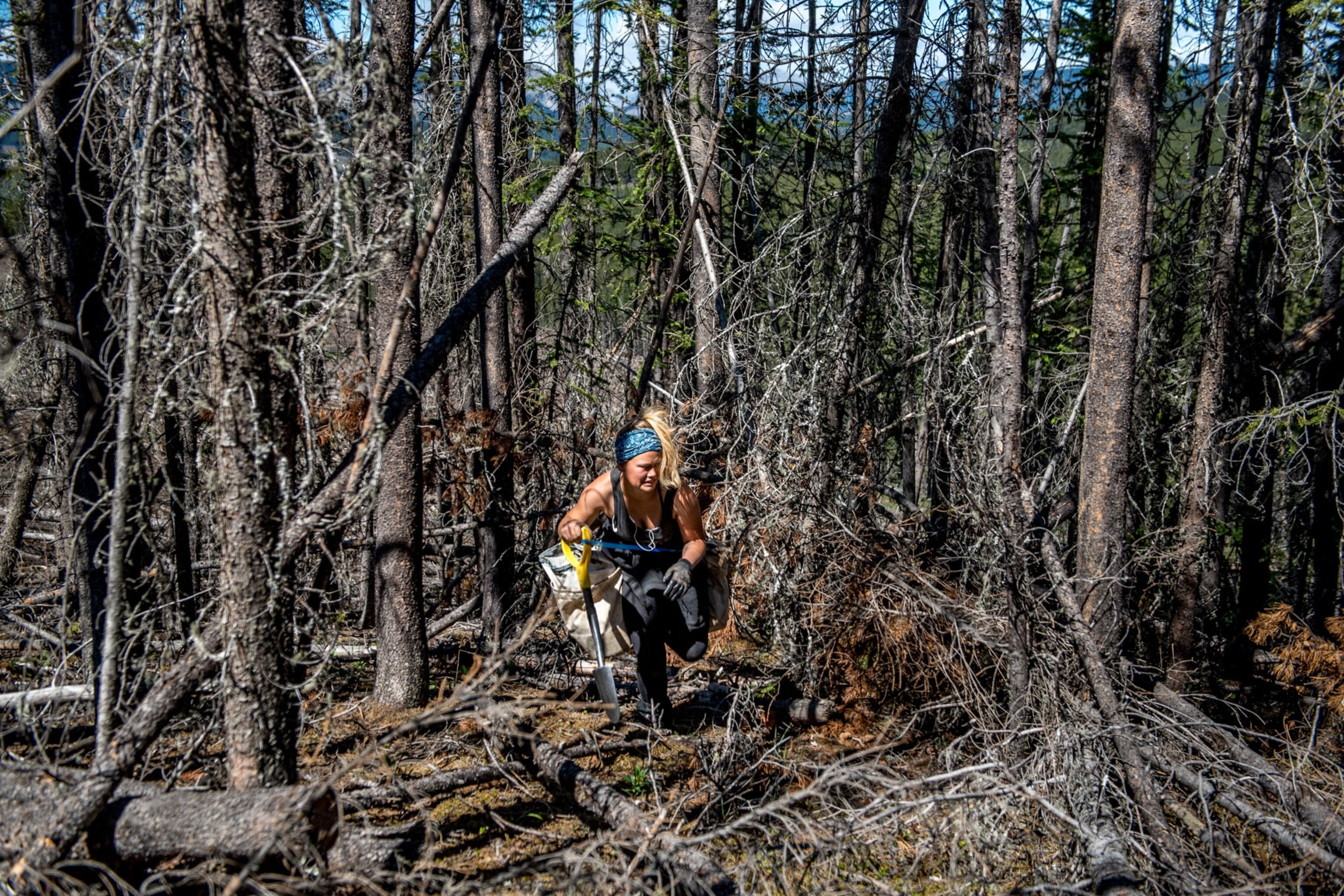 Meet the People Planting Trees After Canada's Lumber Harvest