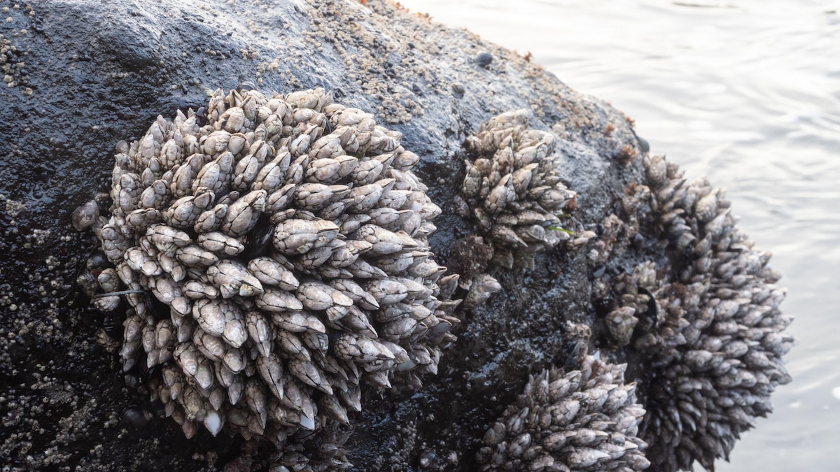 Explore the Oregon Coast—but don’t touch the ‘dragon toes’ | National ...
