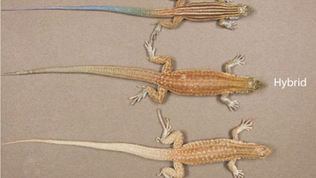 One generation, new species – all-female lizard bred in a lab ...