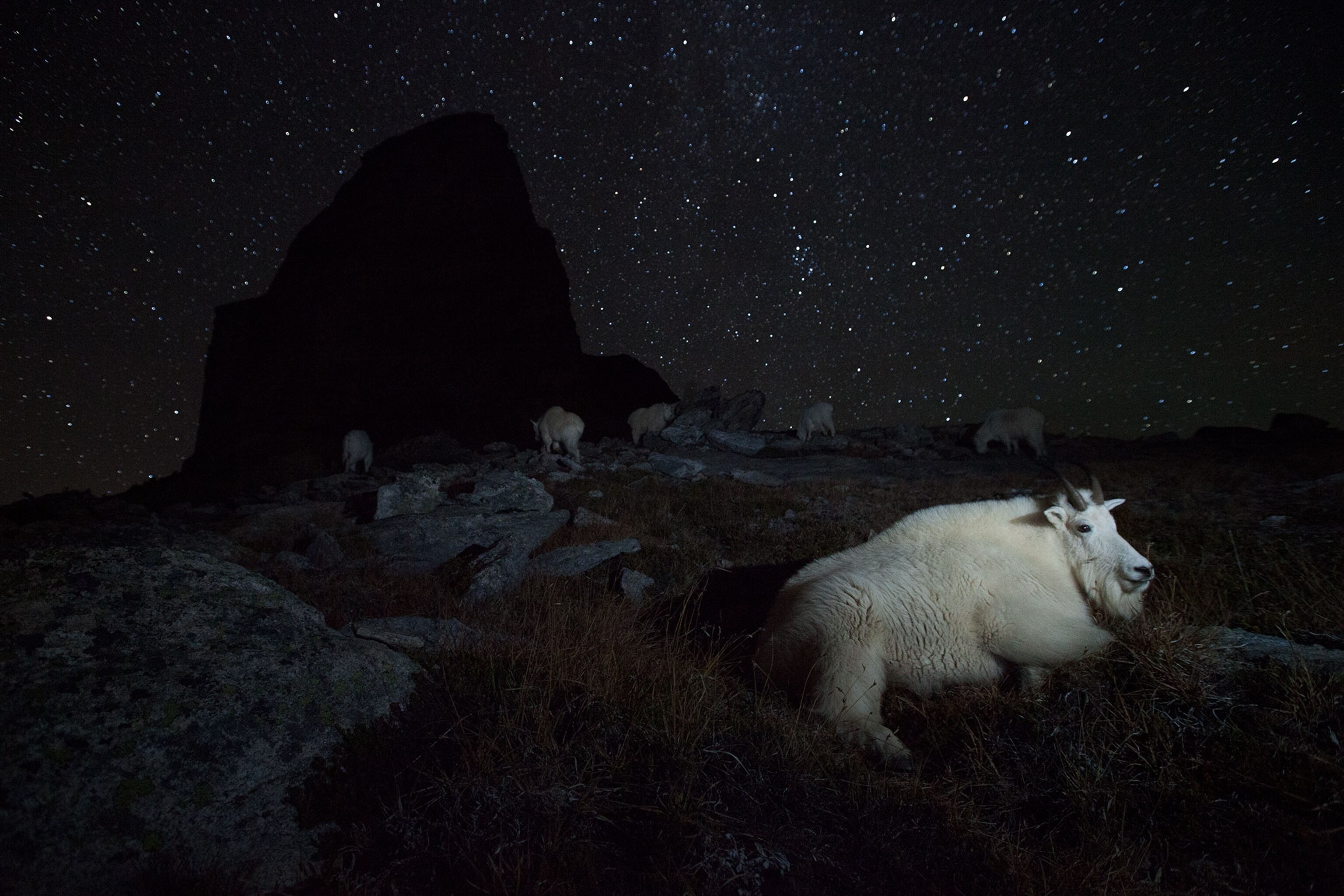 See 11 of the Year's Best Wildlife Photographs