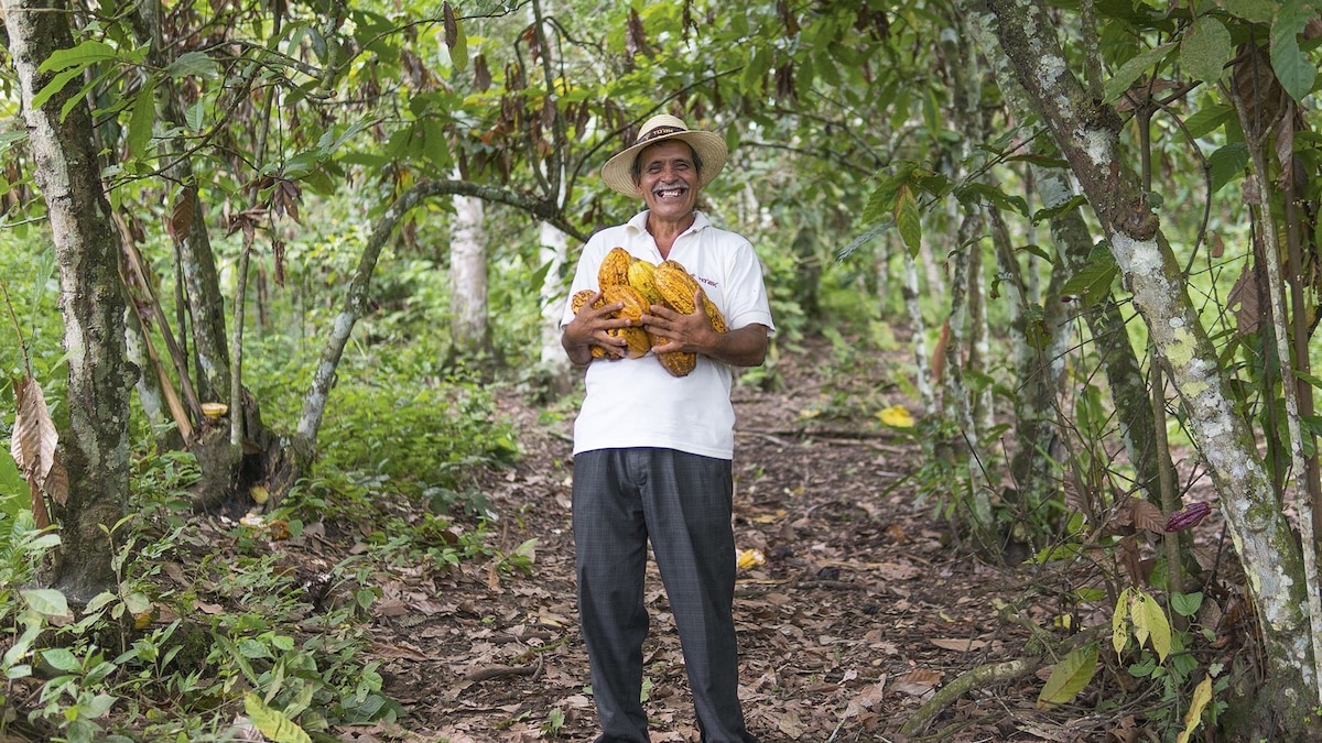 How Ecuador is falling back in love with chocolate | National Geographic