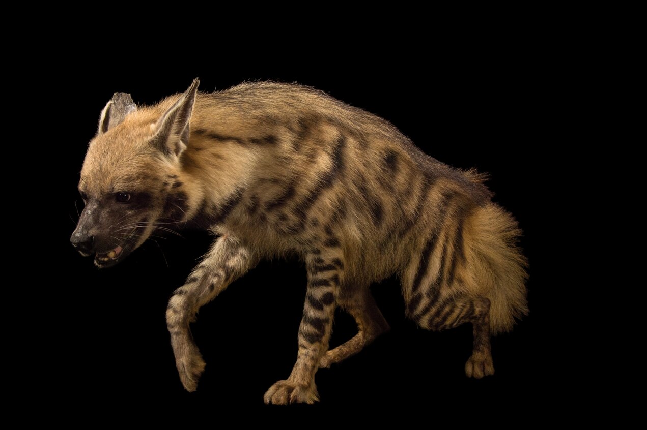 Striped Hyena Teeth