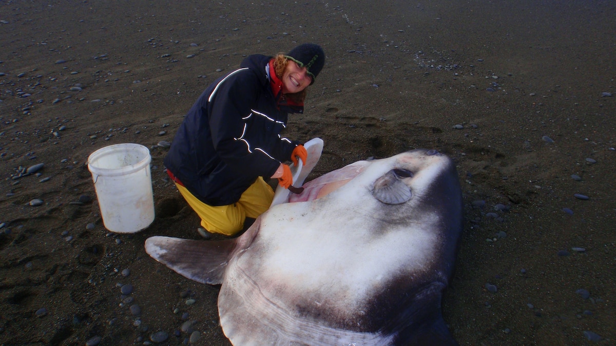 Massive Two-Ton Ocean Sunfish Species Discovered | National Geographic