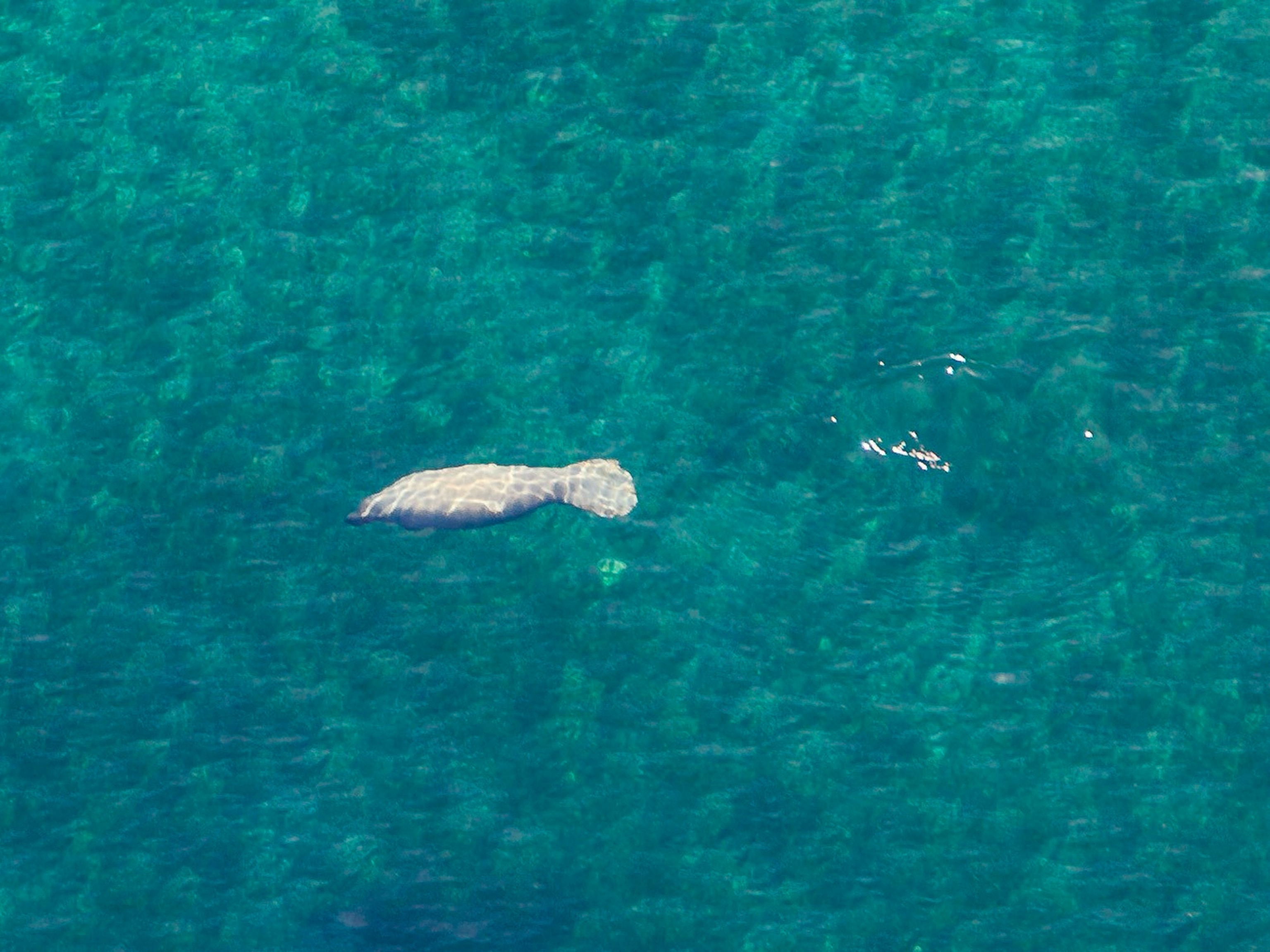 Aerial Survey Spots Record Number of Manatees - National Geographic