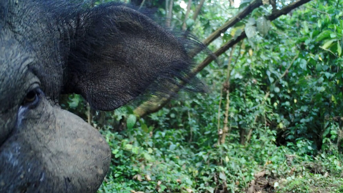 Why the World’s Biggest Pig Is in Serious Trouble