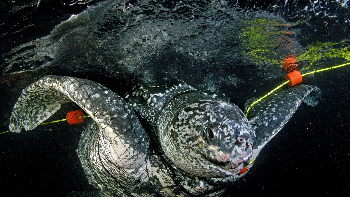 Pictures: 8 Amazing Animals at Risk From Wildlife Crimes | National ...