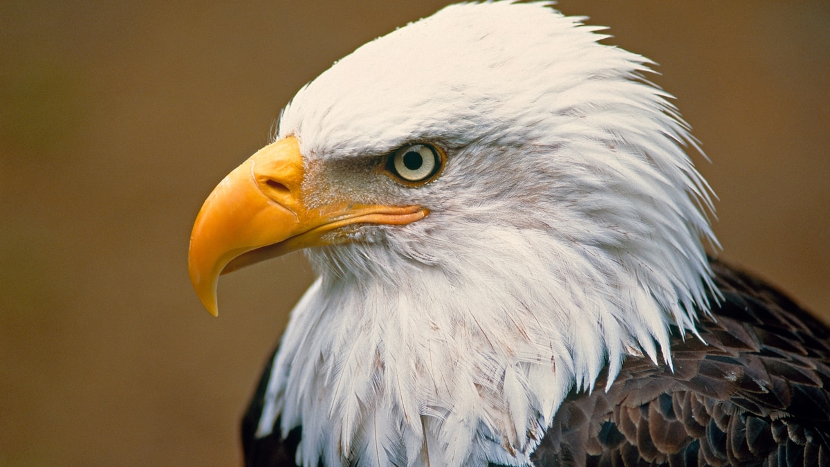 Five Bald Eagle Cams to Watch Now | National Geographic