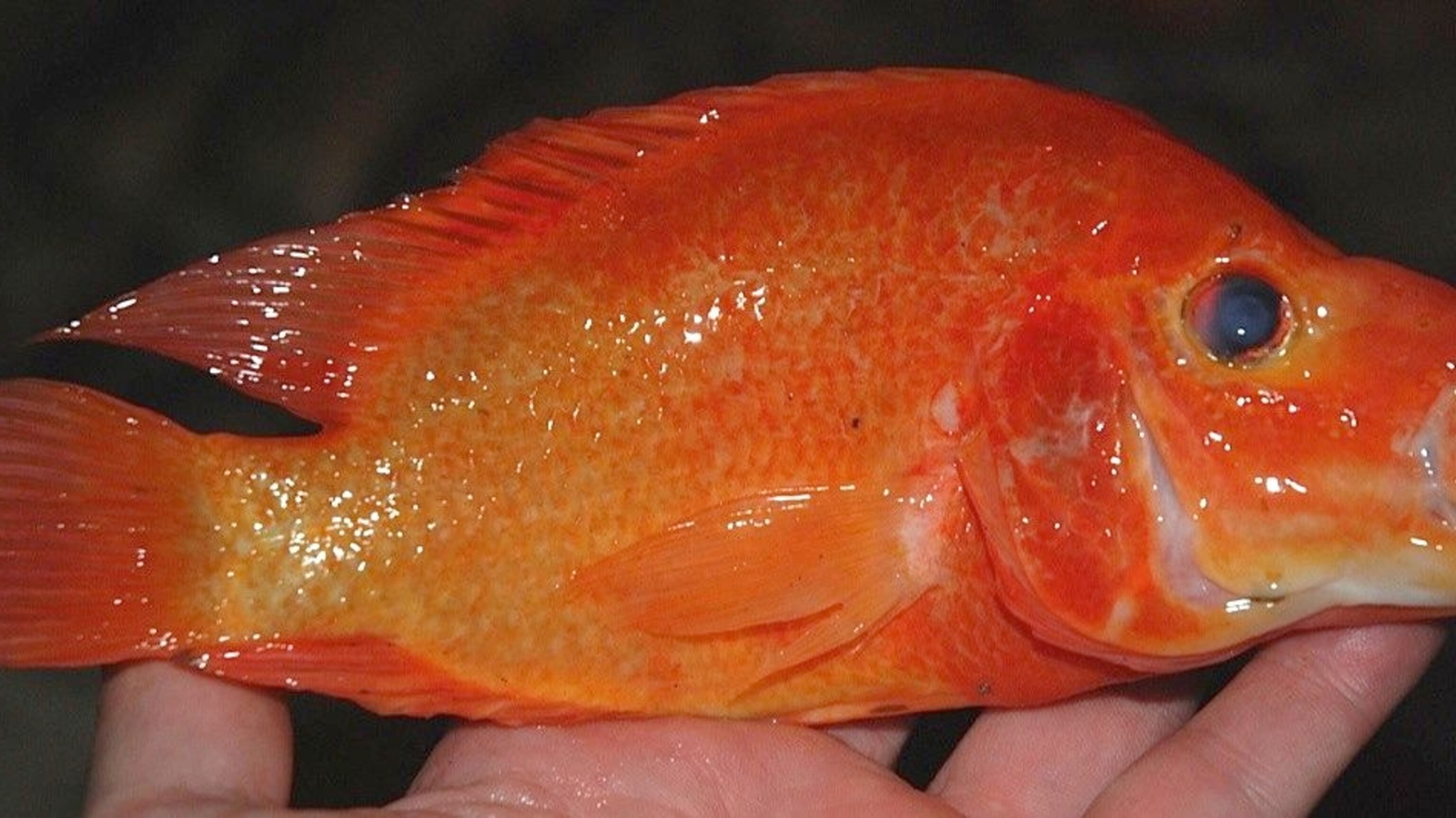 Fish With Luscious Human Lips And Teeth | Lipstutorial.org