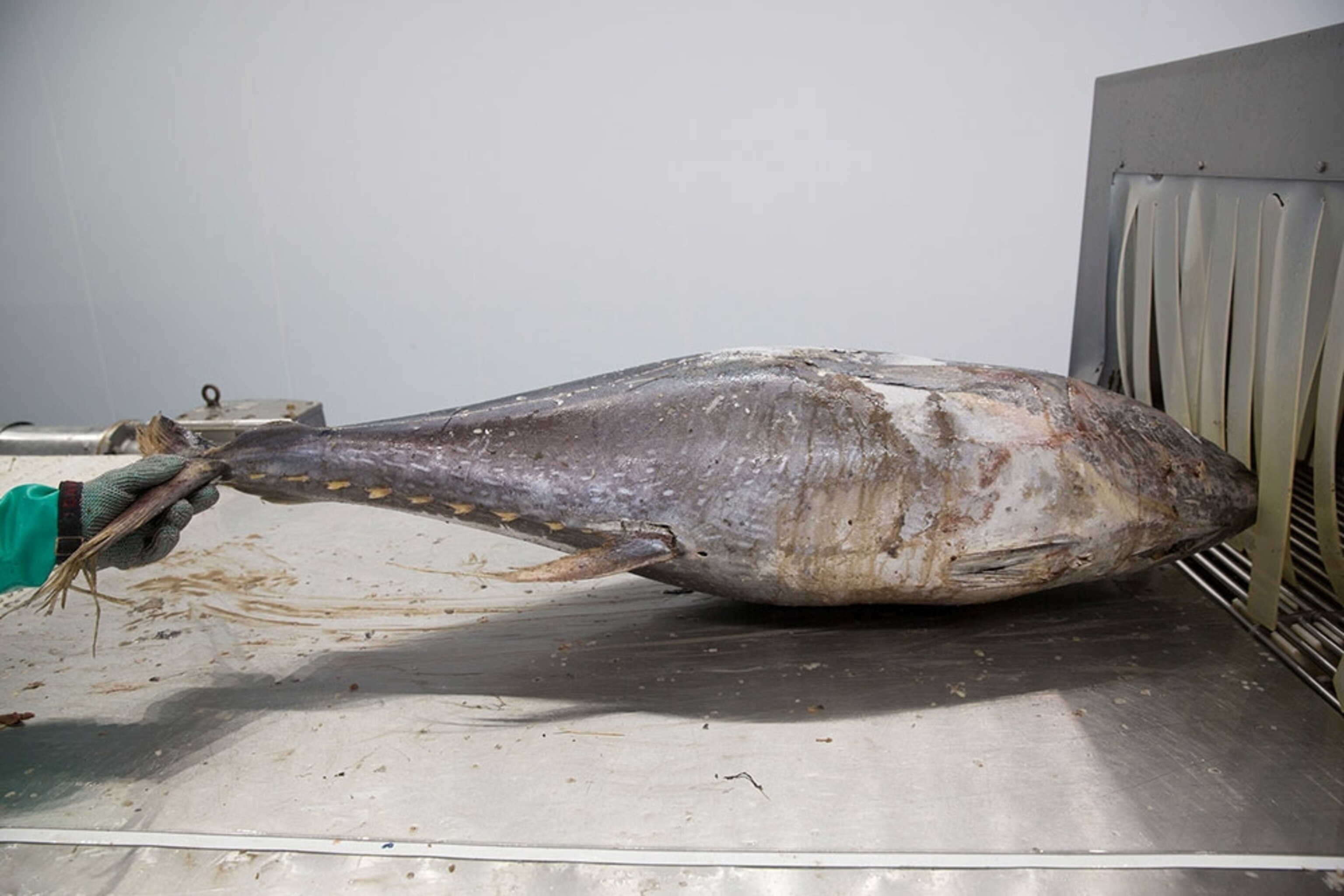 How safe is dolphin-safe tuna? | National Geographic