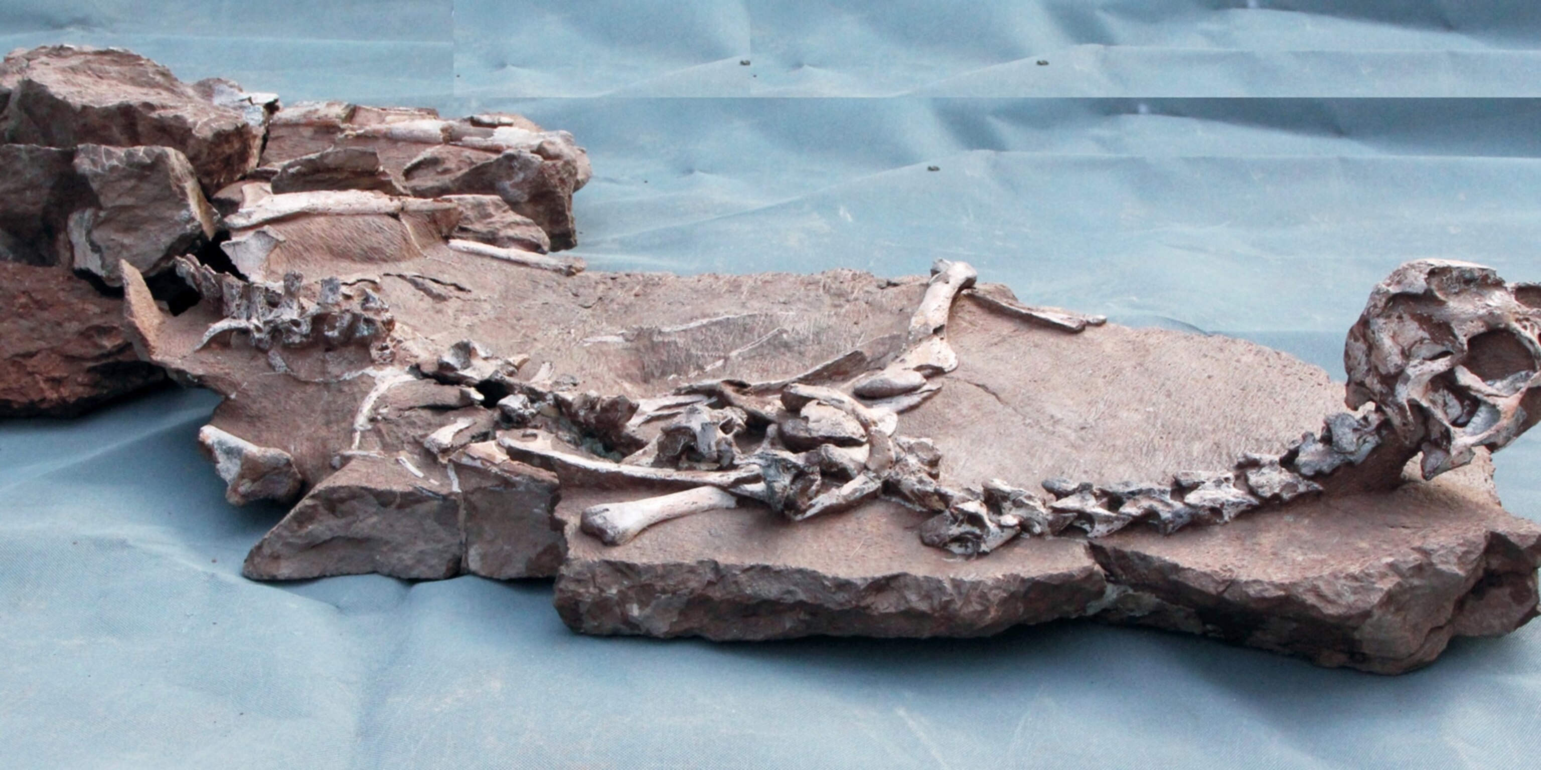 'Mud Dragon' Dinosaur Unearthed—By Dynamite