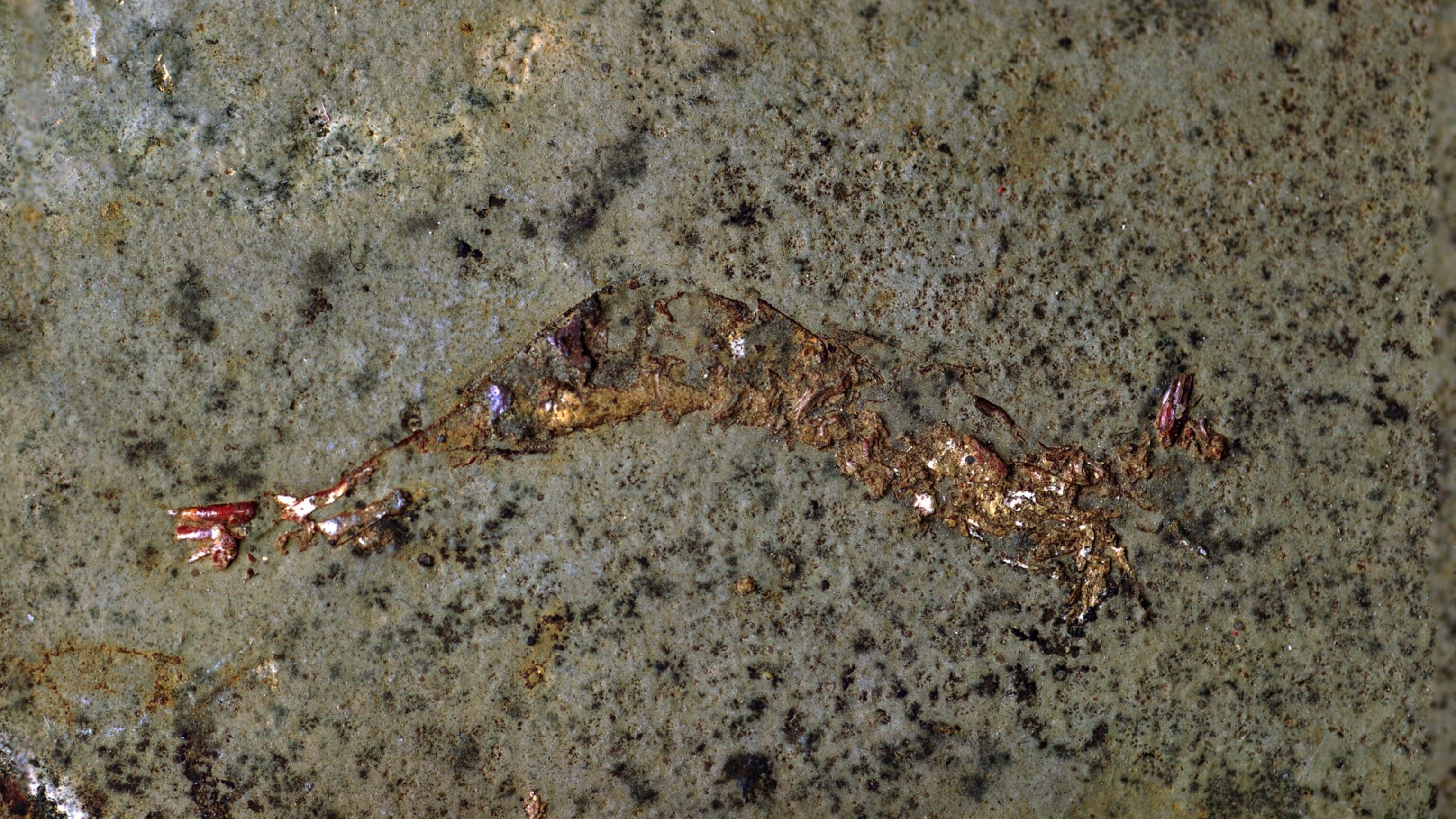 Rare fossil captures ancient shrimp hiding inside a clam