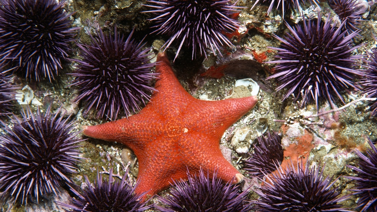 Why Are Millions of Starfish 'Melting'? | National Geographic