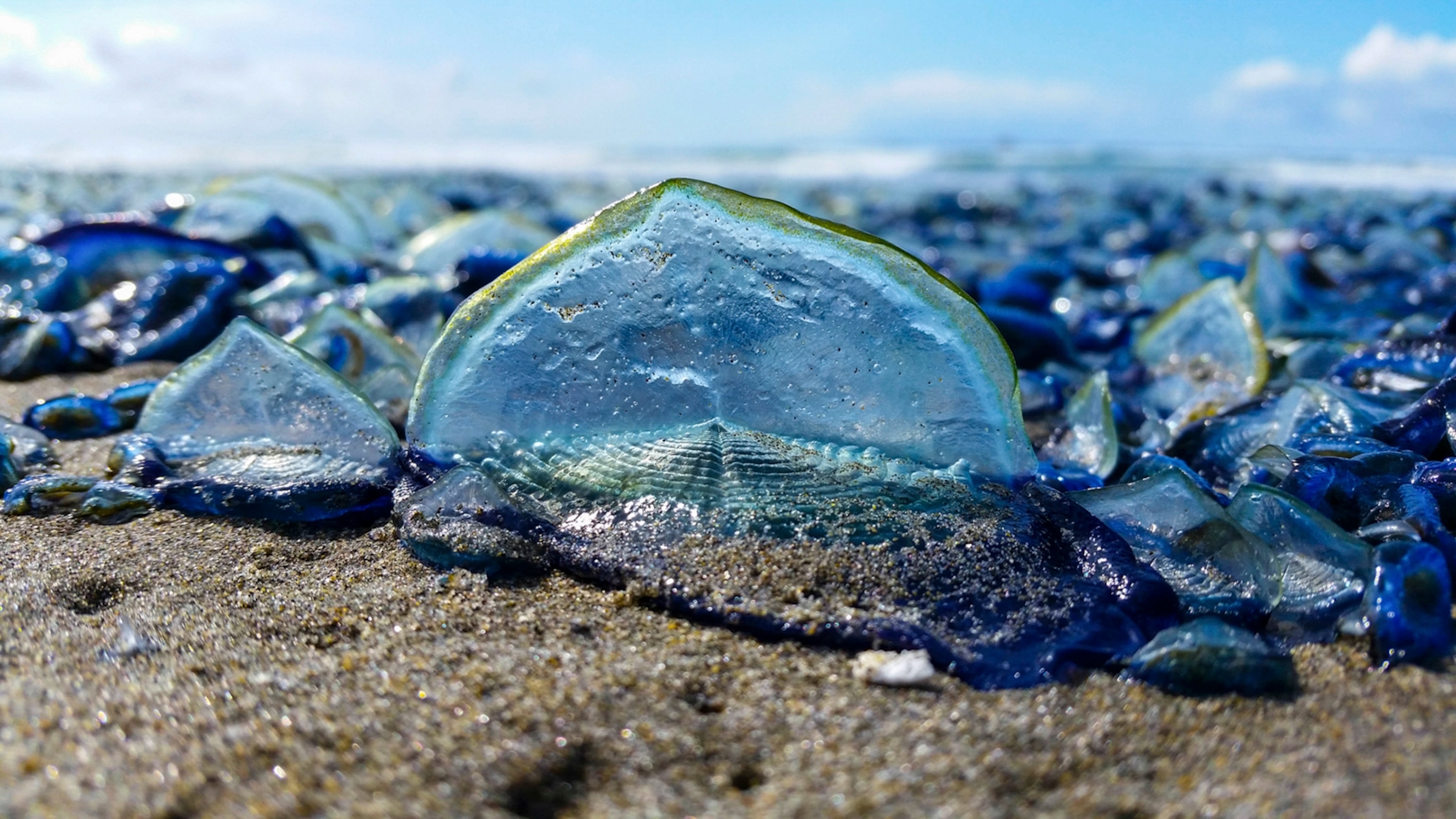 Pictures: Billions of Blue Jellyfish Wash Up on American Beaches