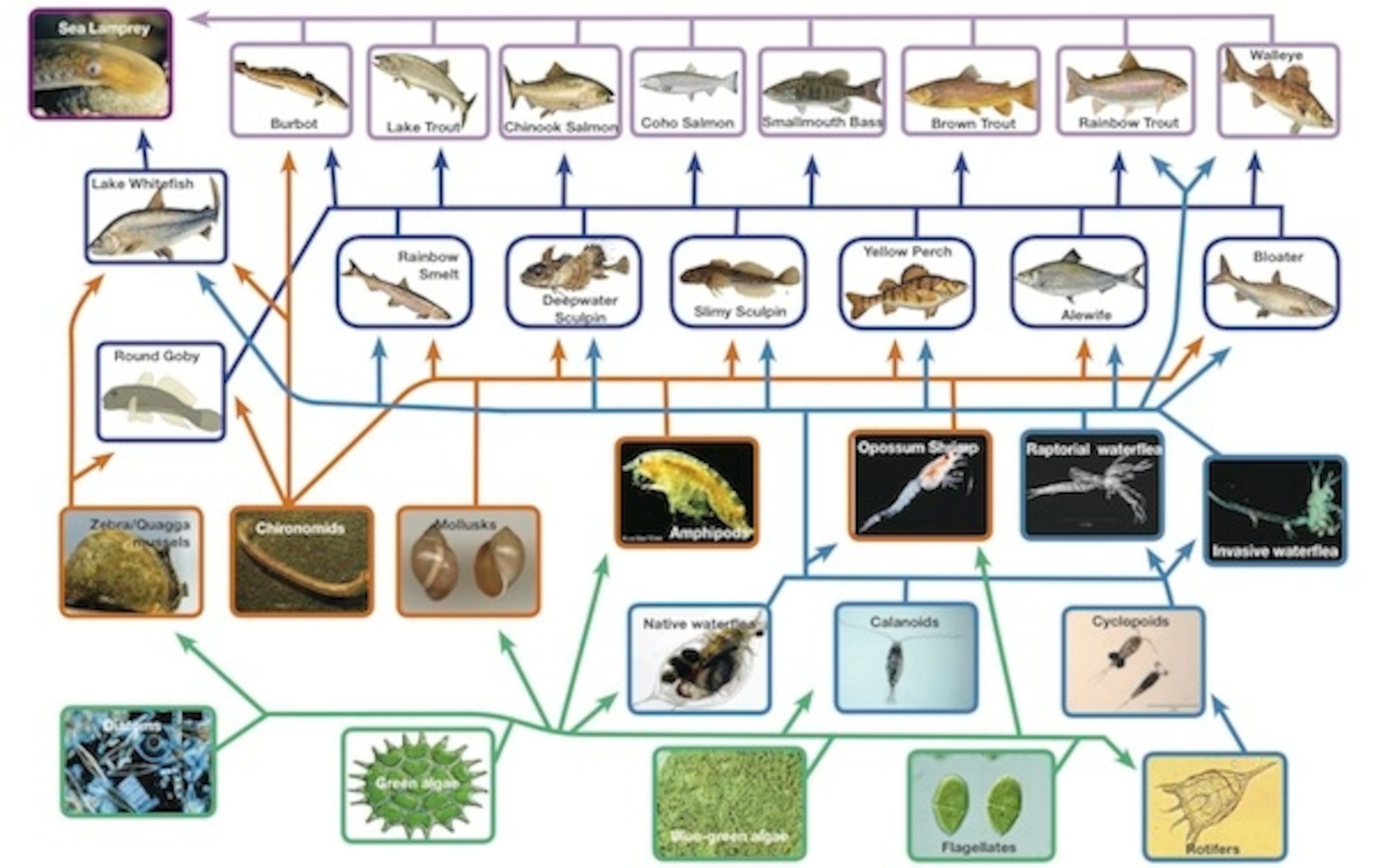 When Food Webs Flip: My New Story in Scientific American | National ...