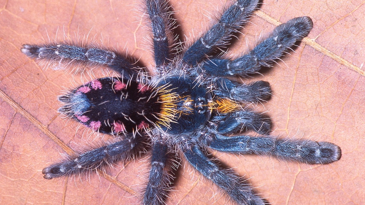 Tarantula Pictures: Colorful New Species Discovered | National Geographic