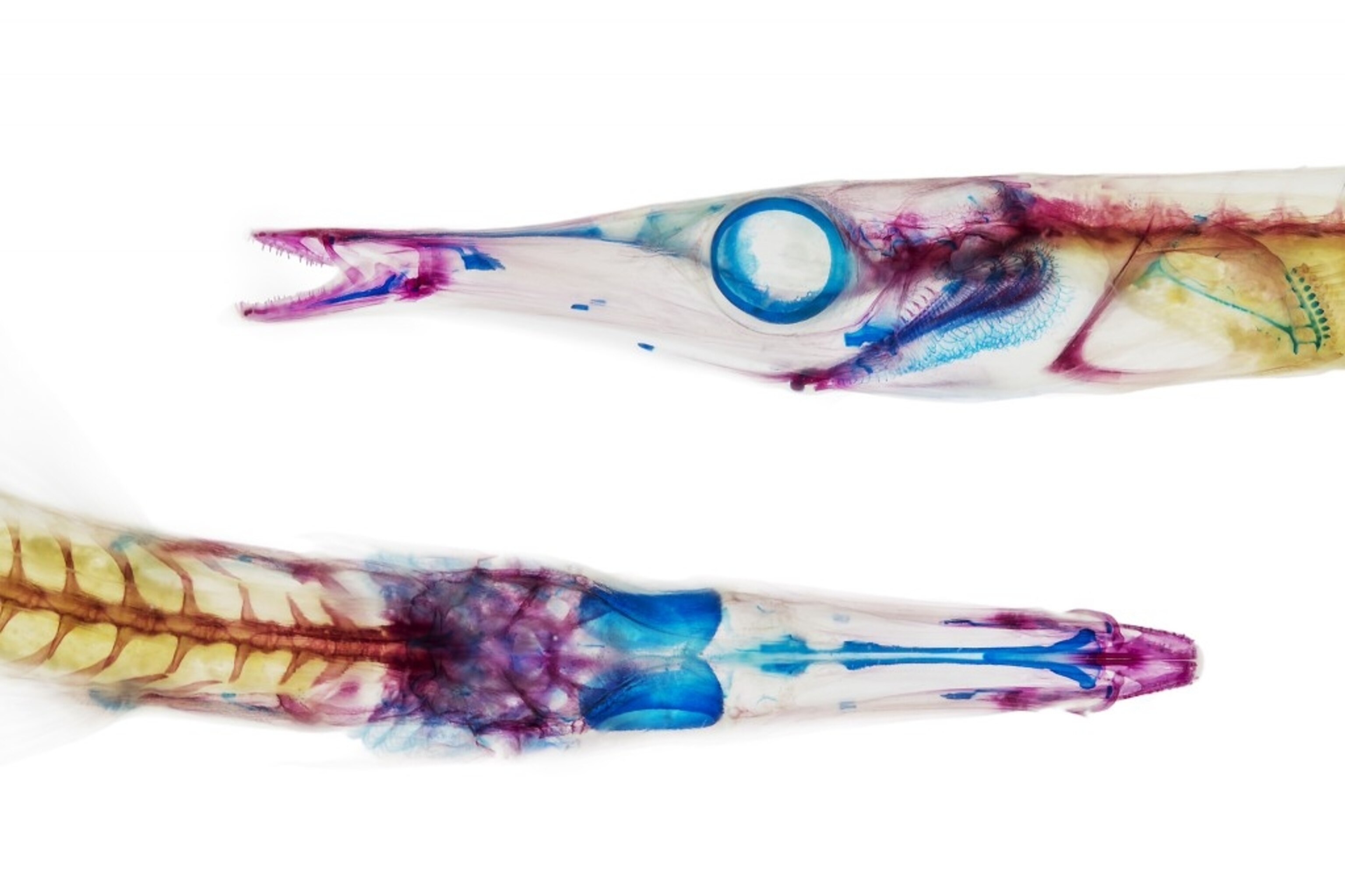 Amazing Pictures of See-Through Fish