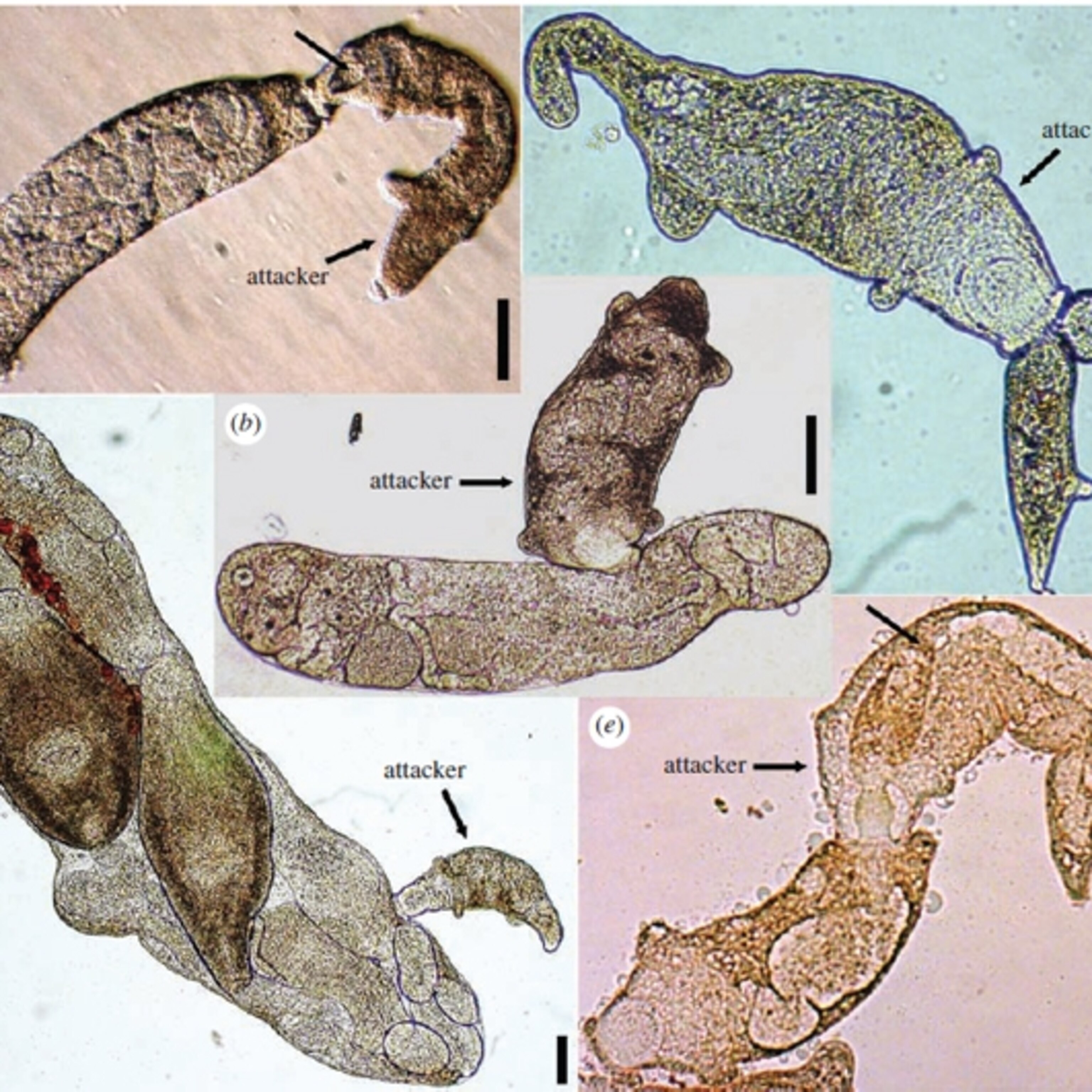 Attack of the cloned soldier worms