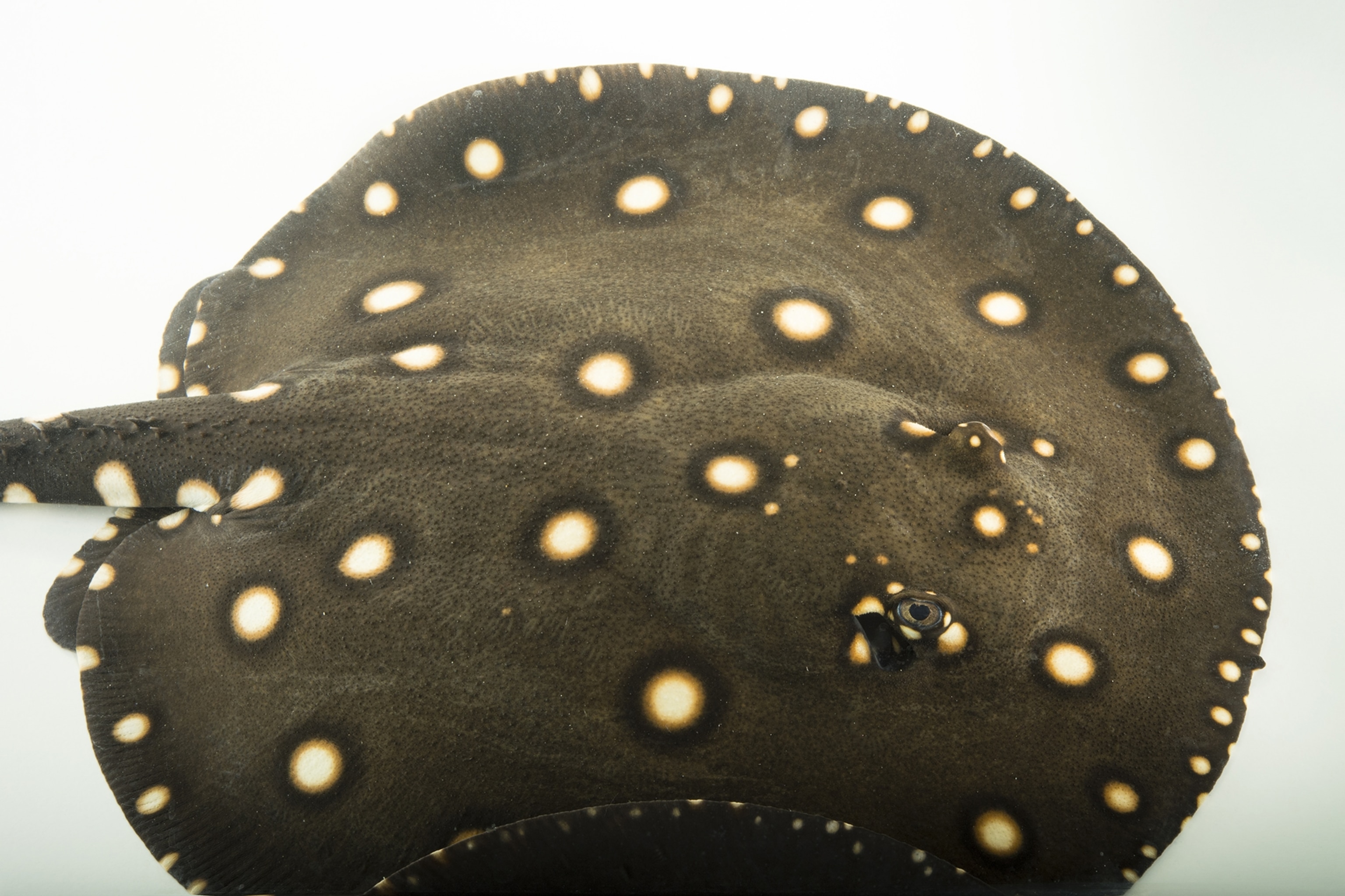 What's Behind a Surge in Stingray Attacks?