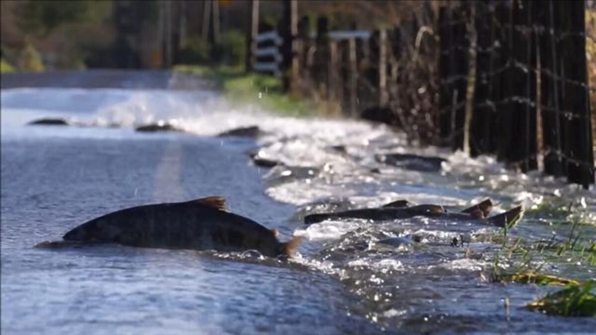 Chum Salmon Swim Across Road Along Skokomish River in Washington State ...
