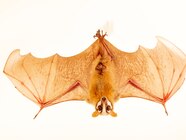 Flying Mammals List