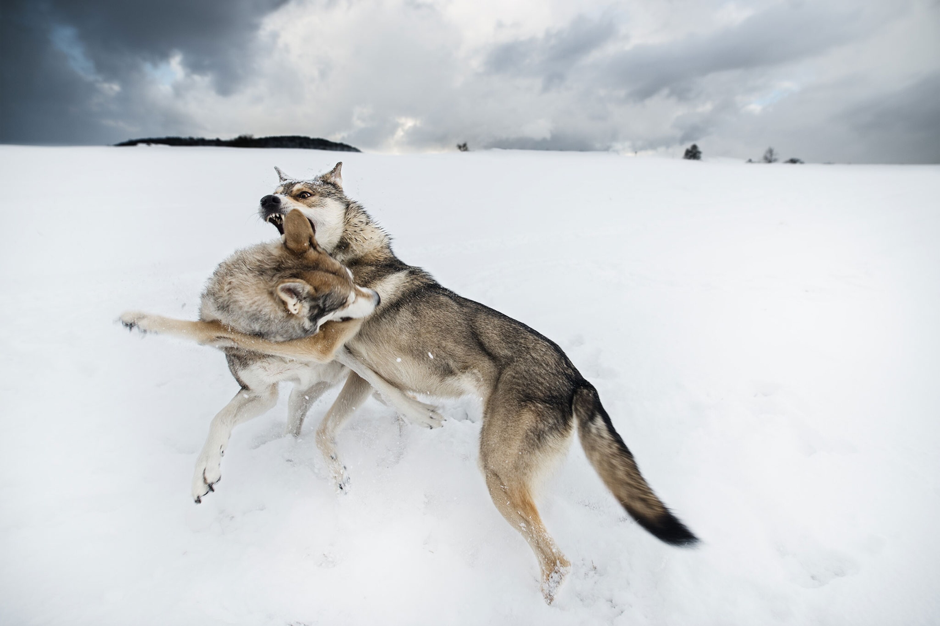 Vampire Bats Survive by Only Eating Blood—Now We Know How
