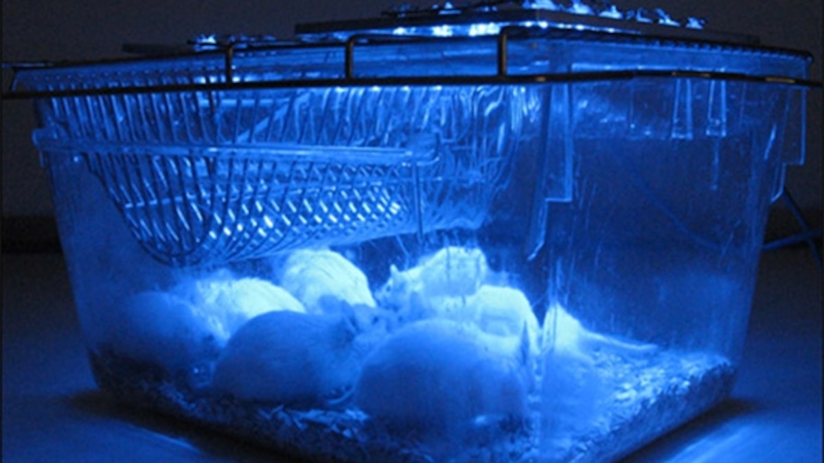 Switching on genes with a burst of blue light | National Geographic