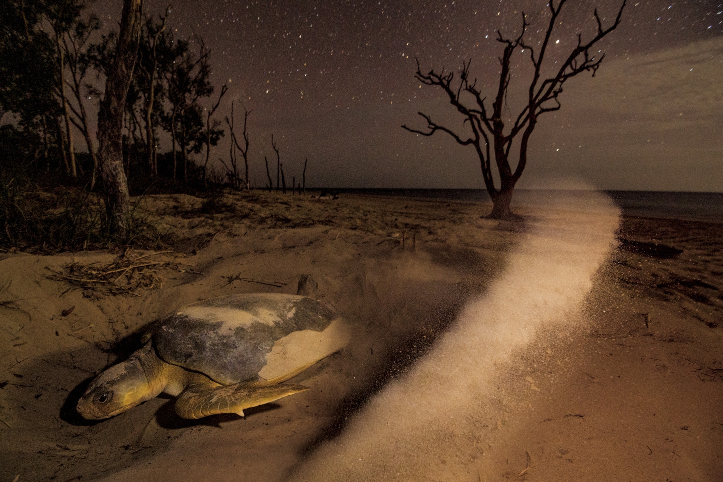 Sea turtles are down but not out