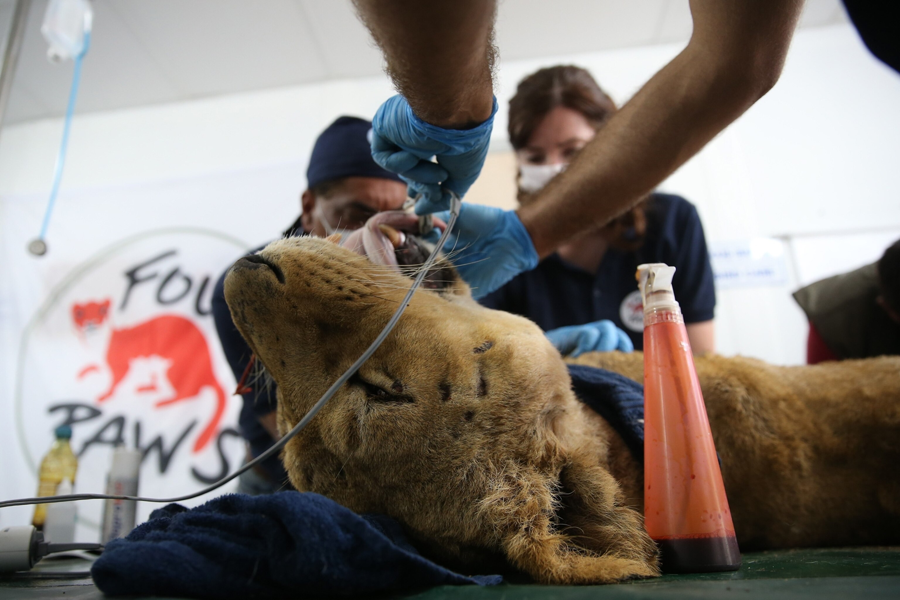 How Syrian Zoo Animals Were Rescued from War-Ravaged Aleppo