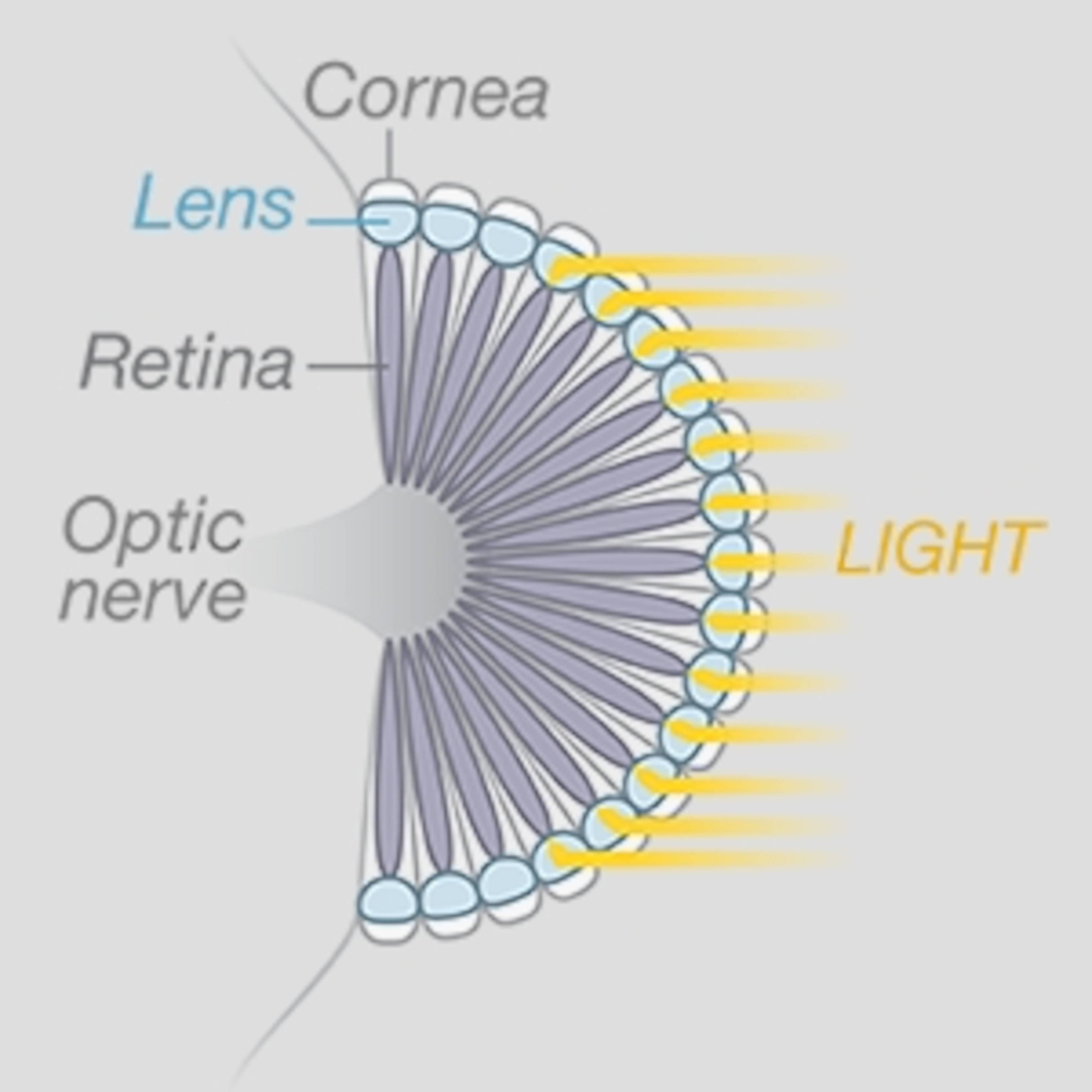 Inside the Eye: Nature’s Most Exquisite Creation