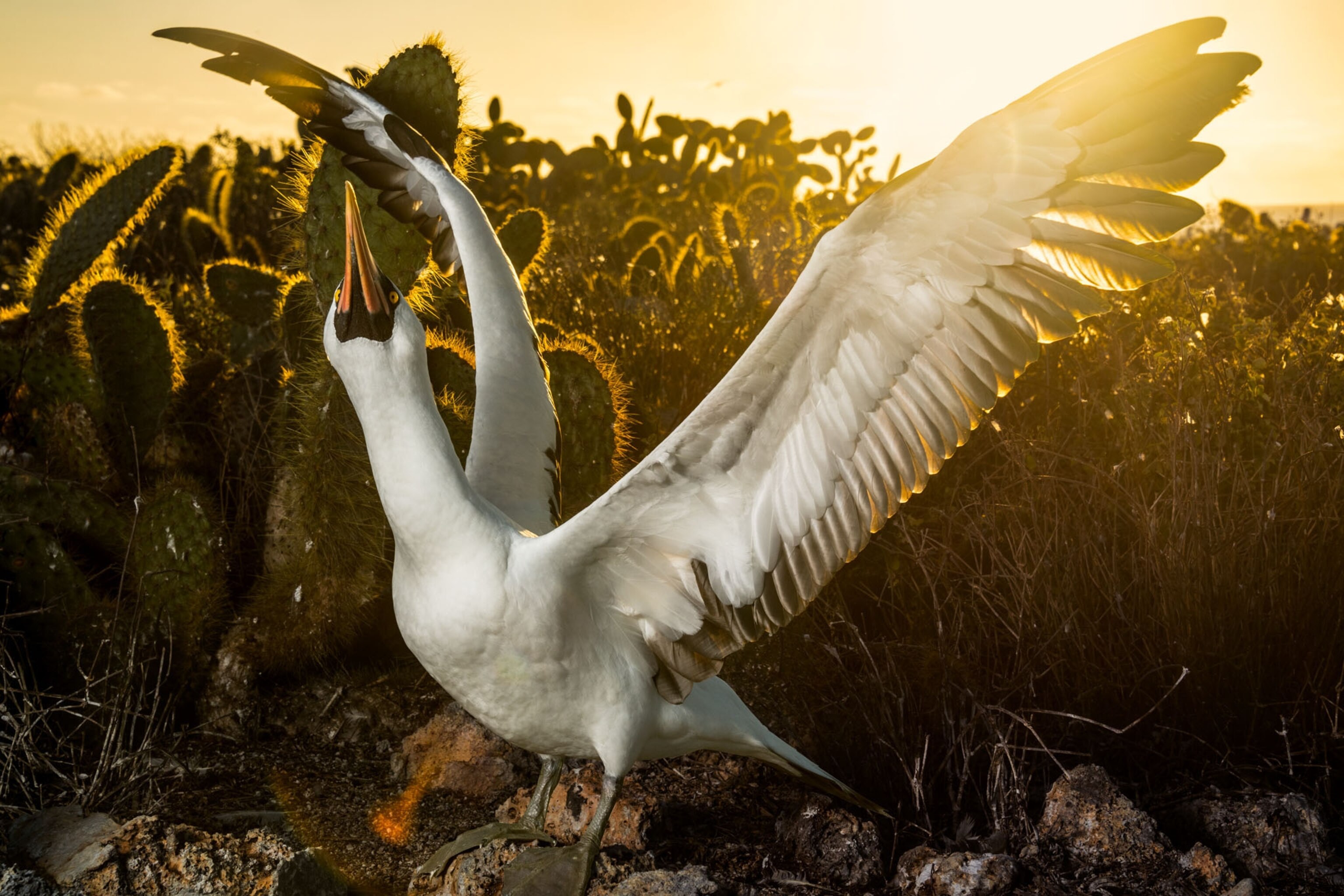 A Warming Planet Jolts the Iconic Creatures of the Galápagos