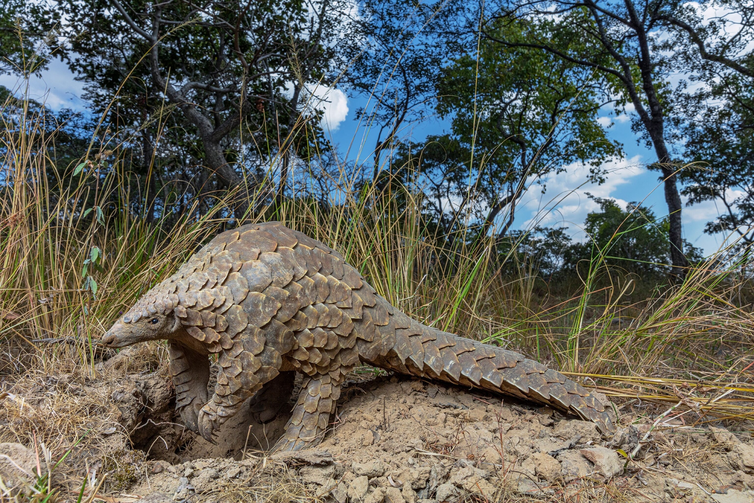 Pangolin scale medicines no longer covered by Chinese insurance