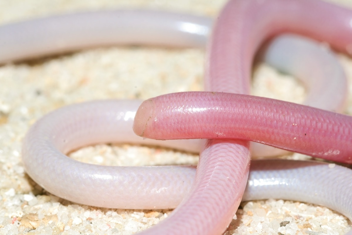 New Blind Snakes Found, Help Explain World Domination