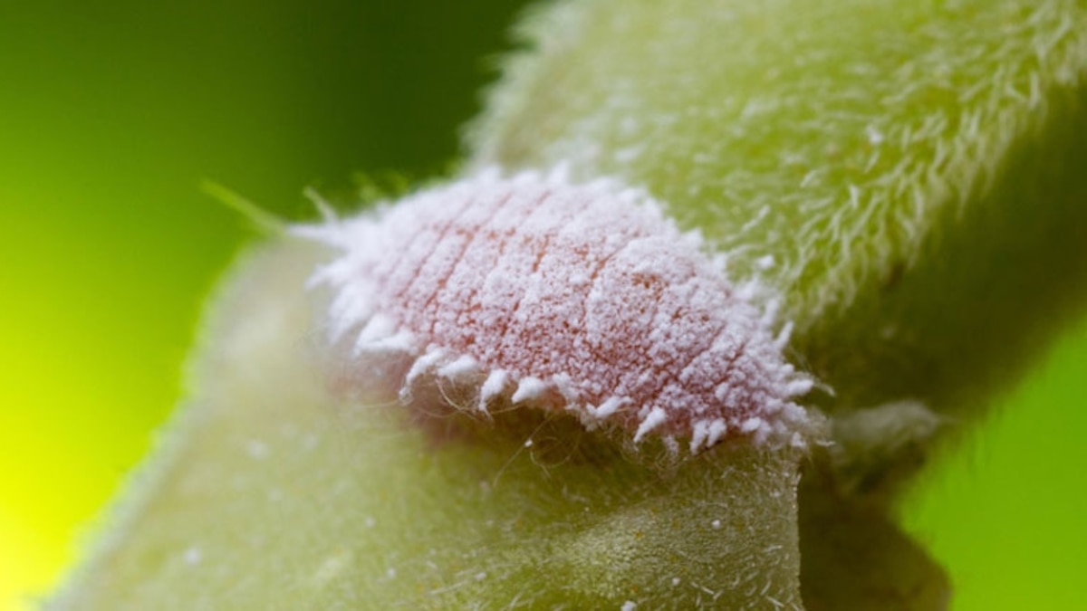 Snug as a Bug in a Bug in a Bug | National Geographic