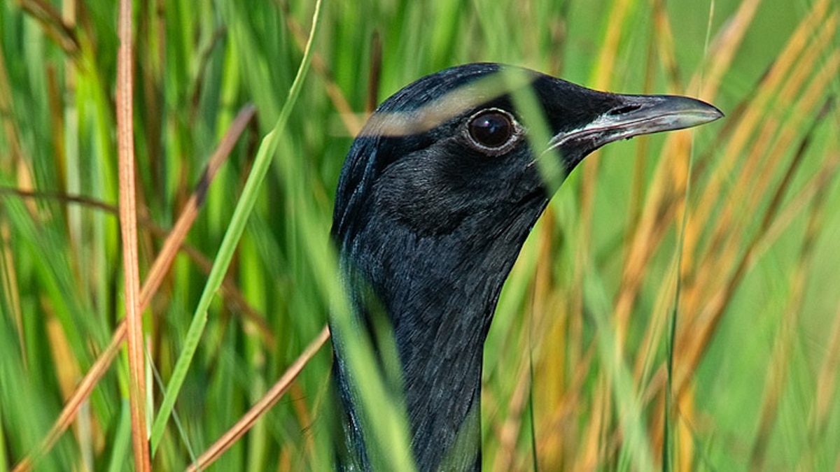 They used to poach this rare bird. Now, they save them. | National ...