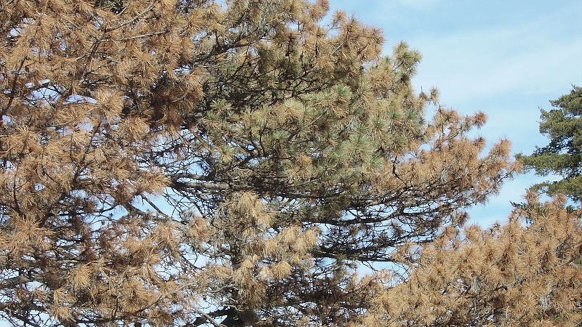 Tree-Killing Worm, Please Make Your Way To The Boarding Gate | National ...