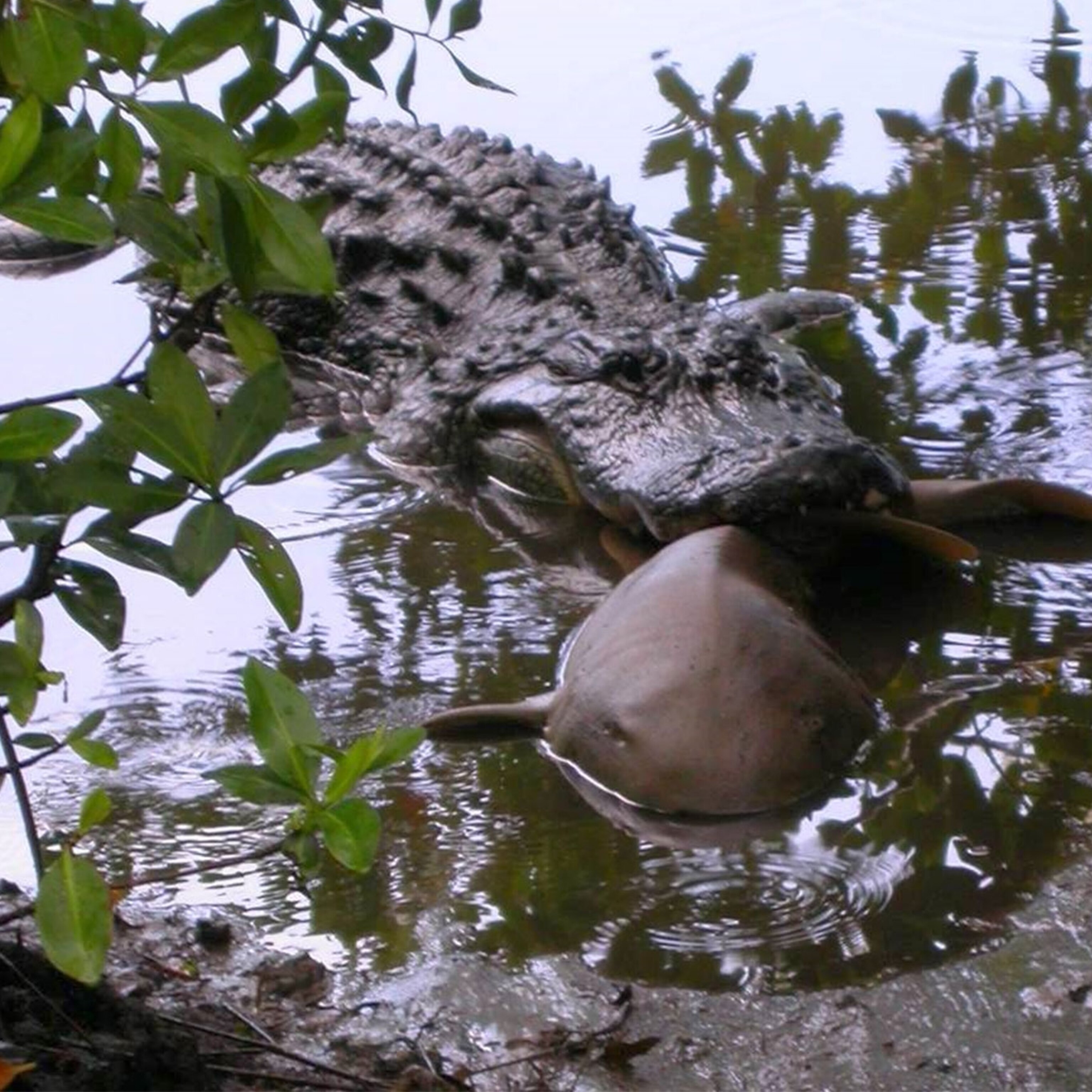 Shark Eating Crocodile