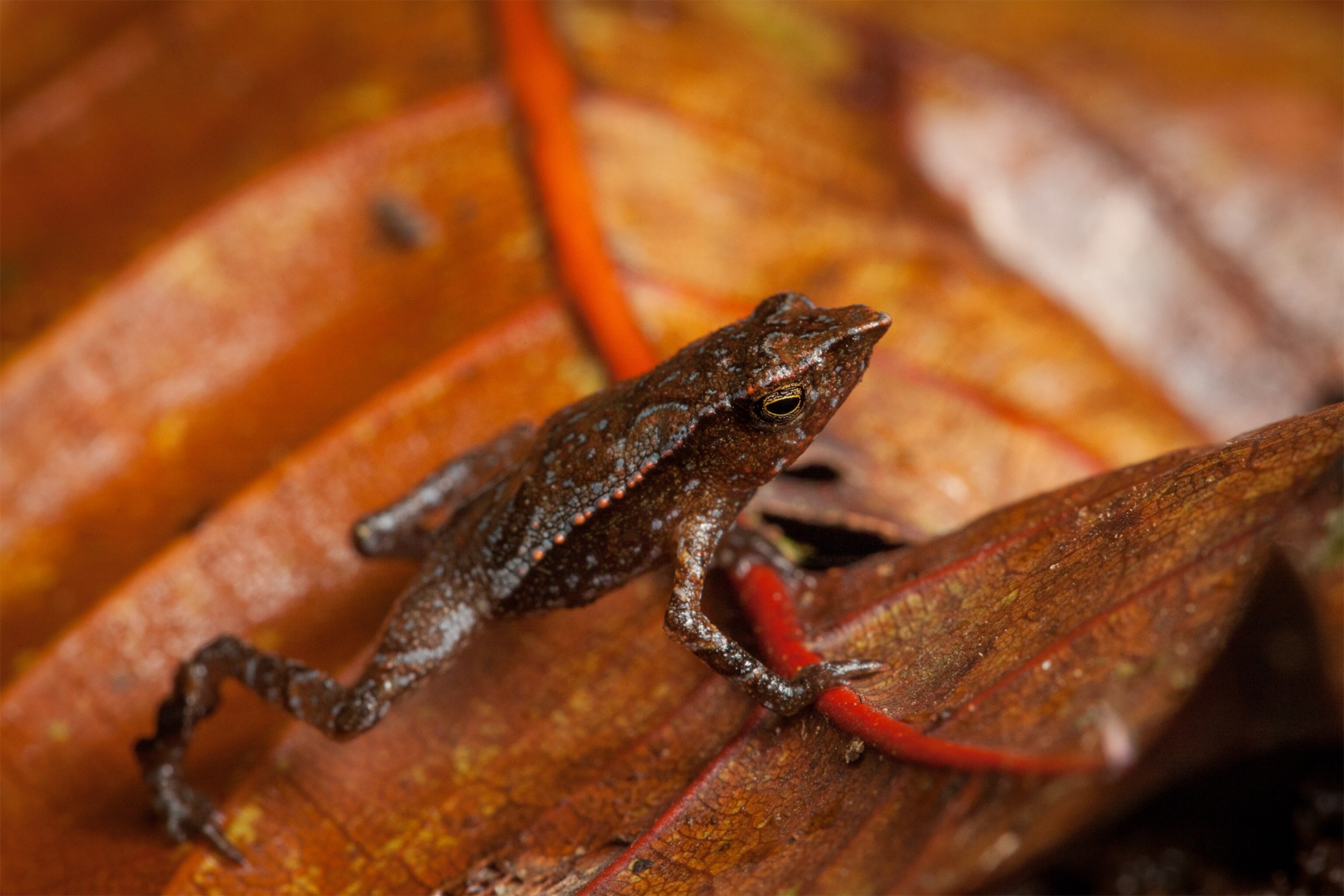 The Search for Missing Frogs Brings Some Species Back From the Dead