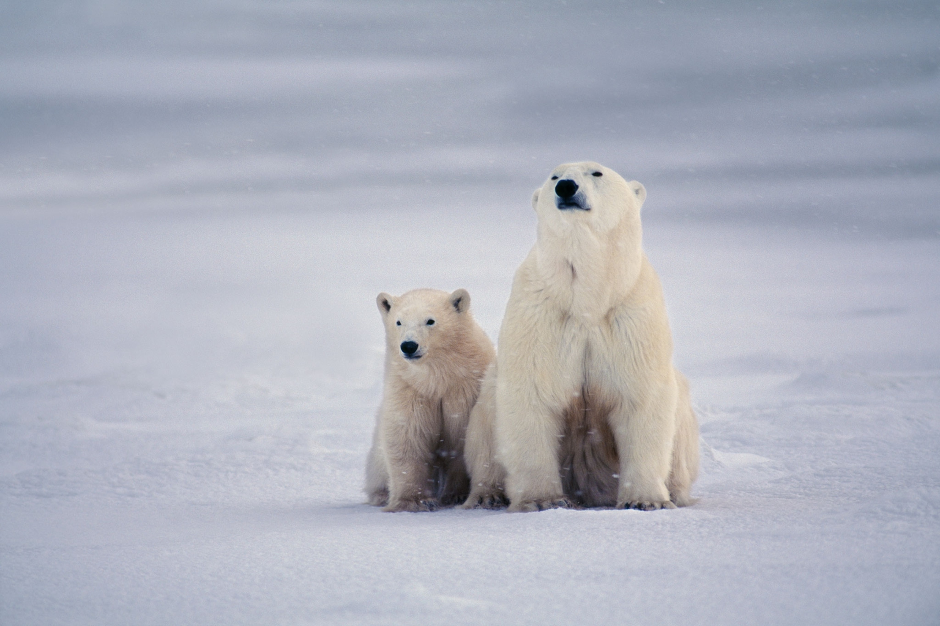 See photographer Frans Lanting's best work