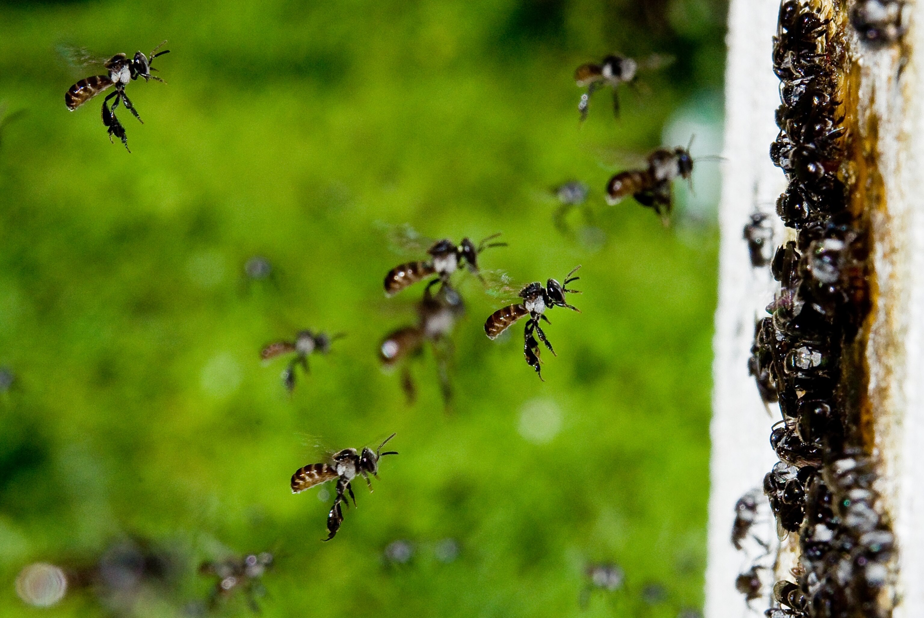 Bees Wage Surprisingly Violent Wars—And Females Do the Fighting ...