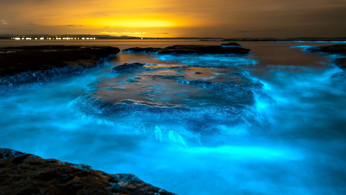 Where to see the world’s brightest bioluminescent tides | National ...