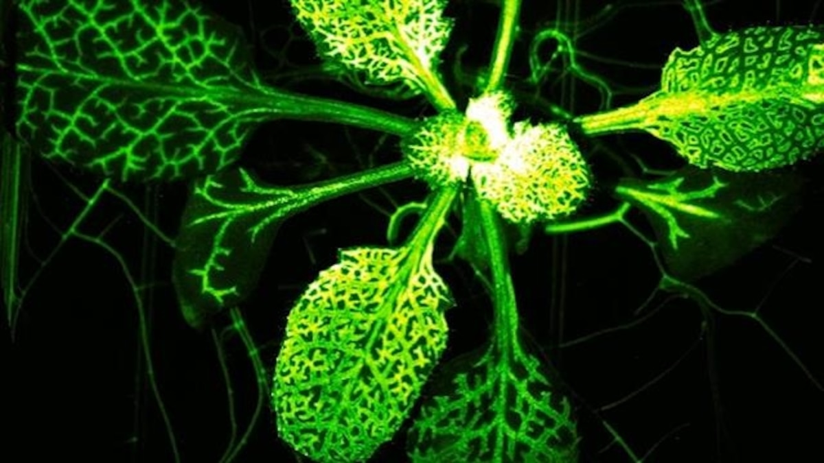 Watch a Plant React When a Caterpillar Takes a Bite | National Geographic