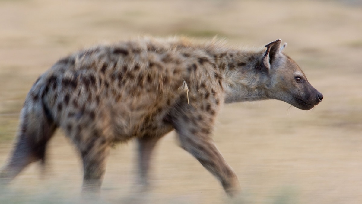 Ice Age Hyenas Left Clues About These Ancient Human Sites | National ...