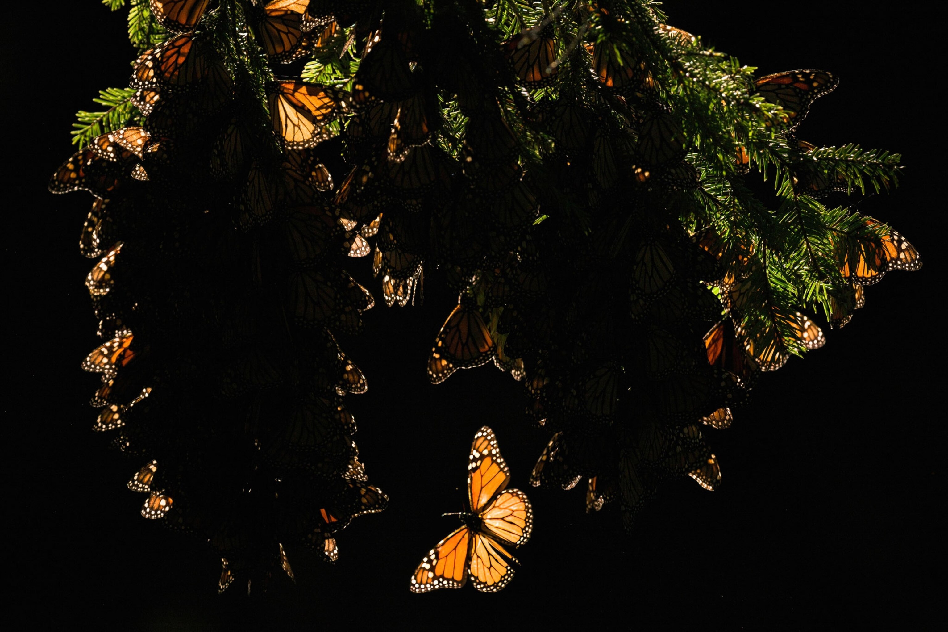 Monarch butterflies aren't endangered, reversing recent decision. Is ...