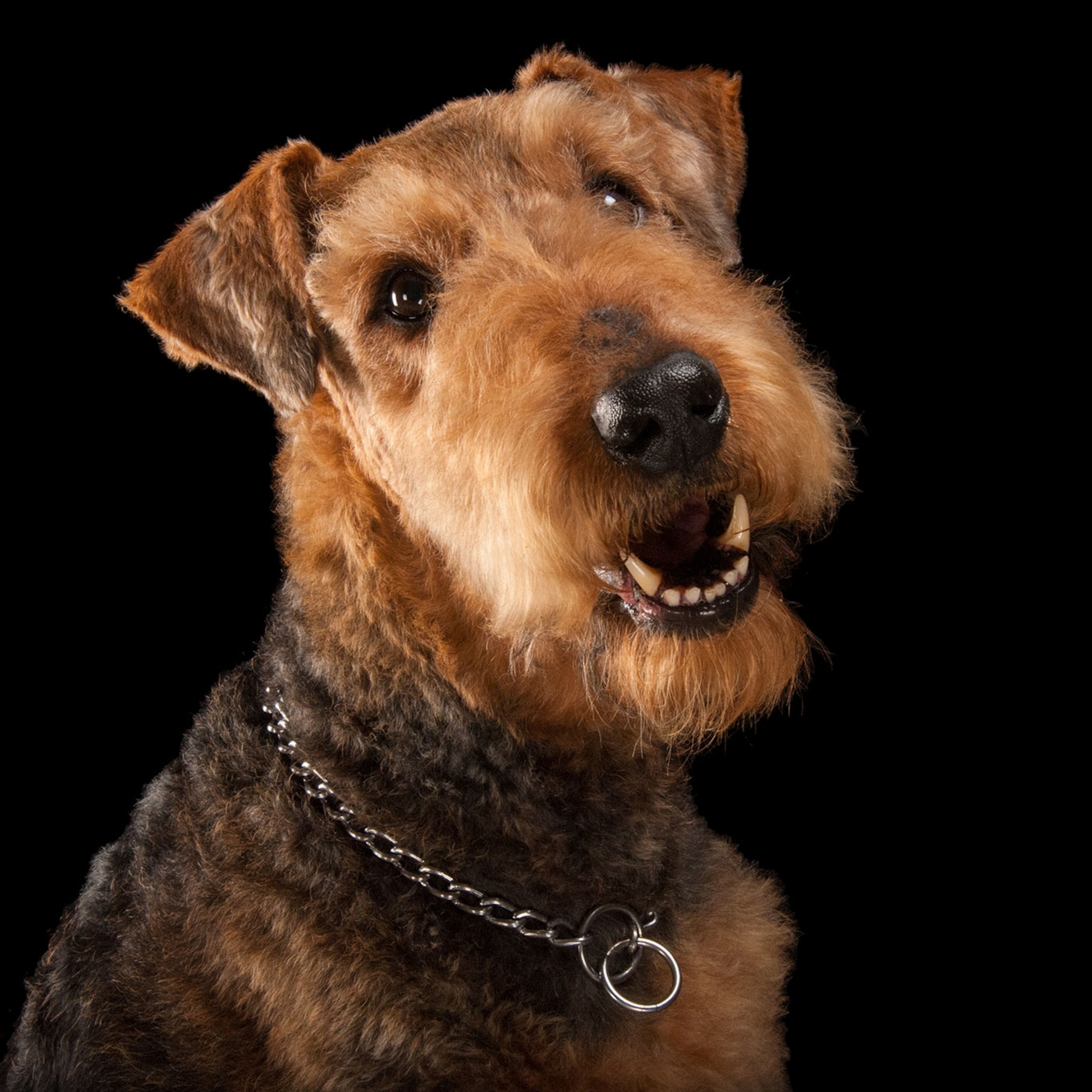 How Did We Get Domestic Dogs