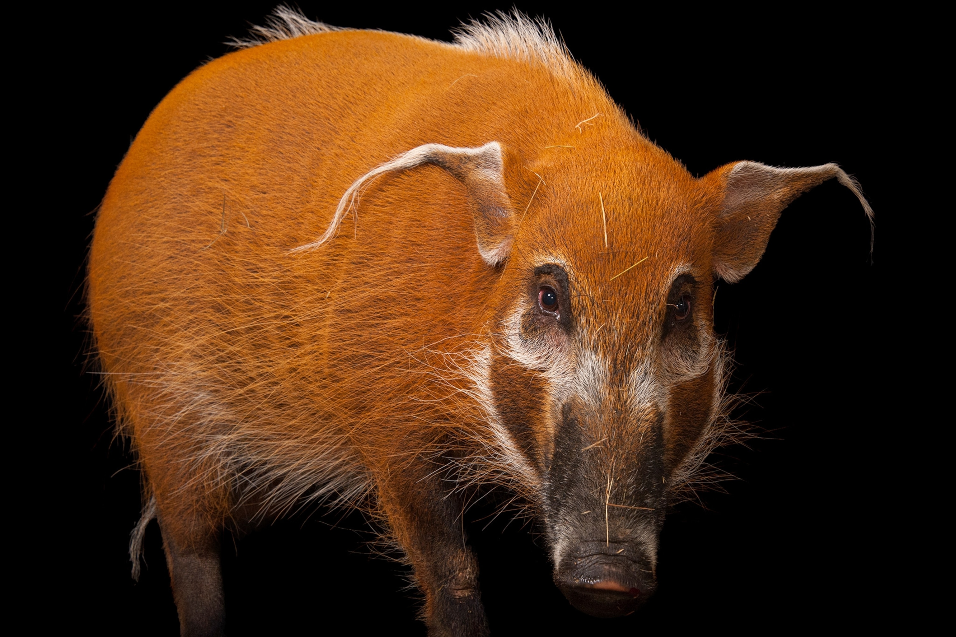Amazing photos of wild, warty pigs