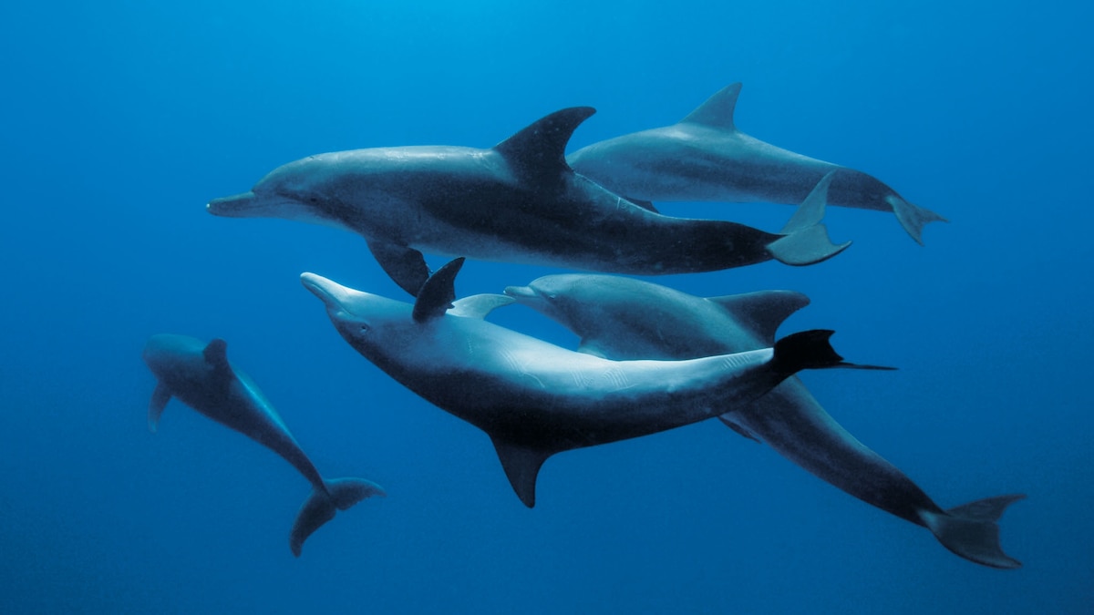 Dolphins have unique whistles for their friends, and more breakthroughs ...