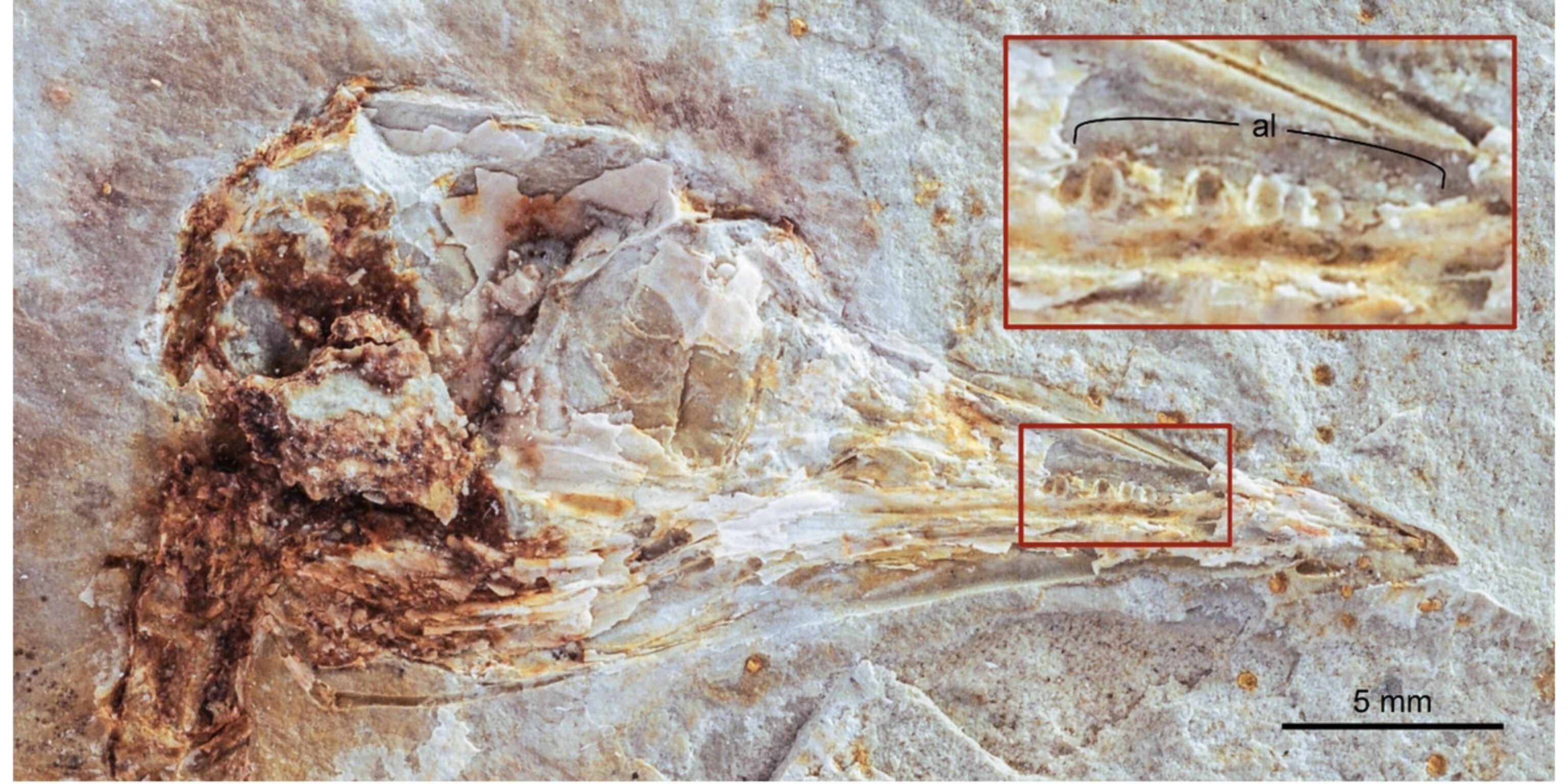 Feathery Fossil Offers Insights into the Flight and Diet of an Early Bird