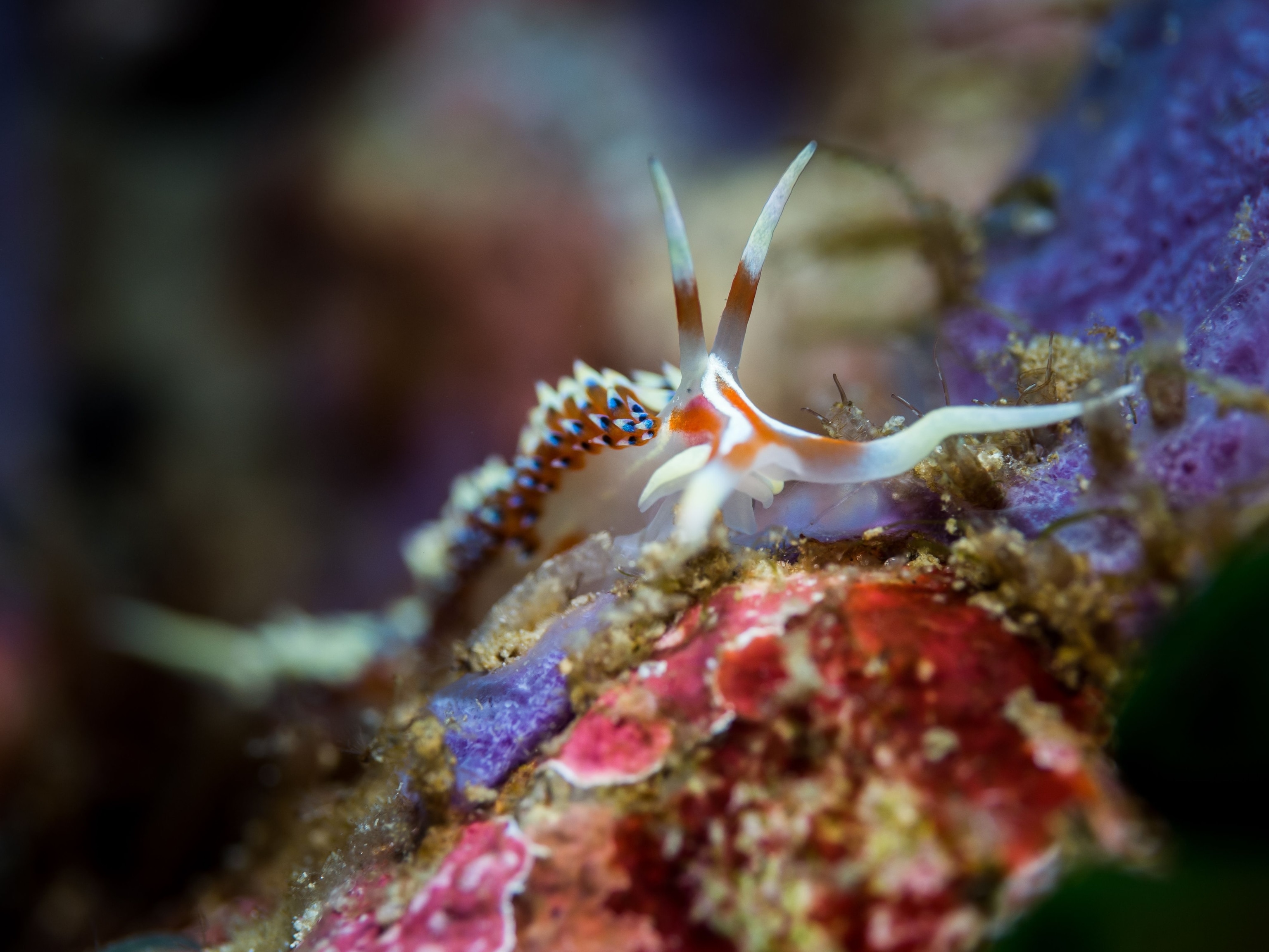 Meet the Adorable "Sea Bunny" Taking Over the Internet