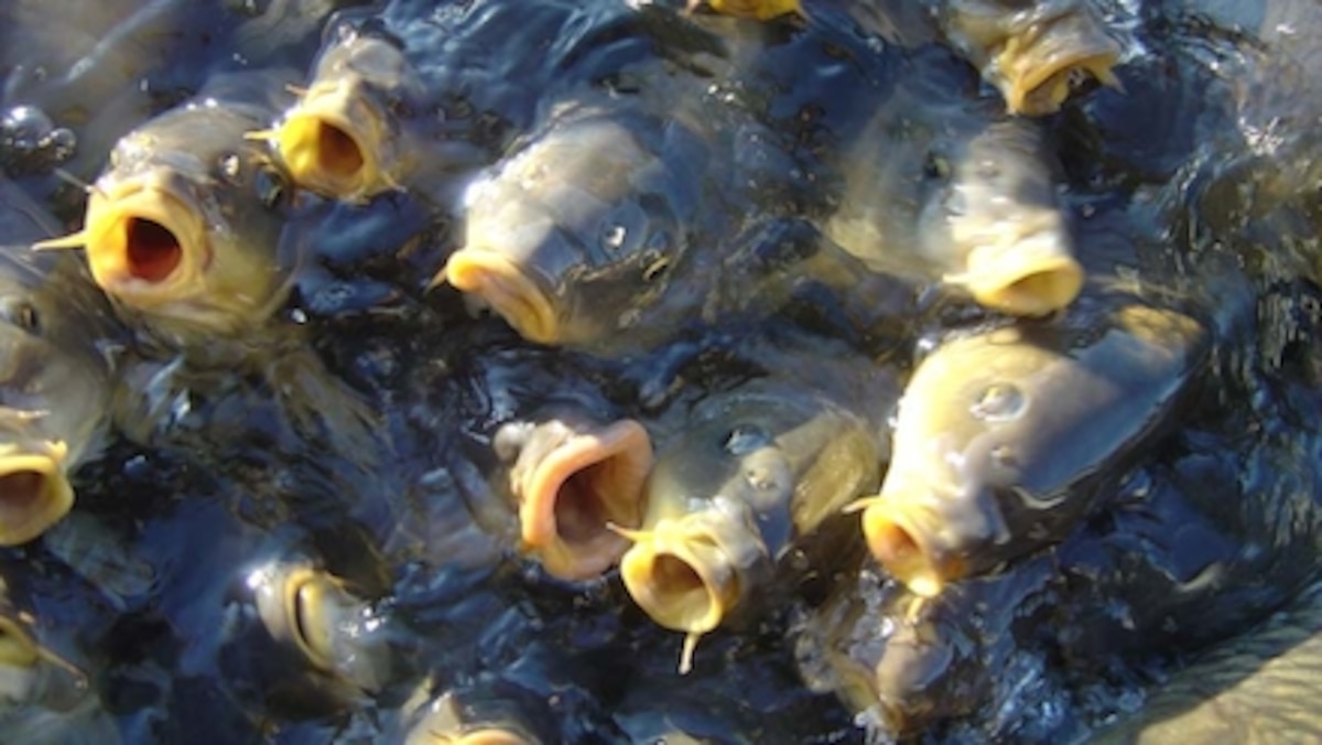 Gasp! My new article on global warming and oxygen | National Geographic