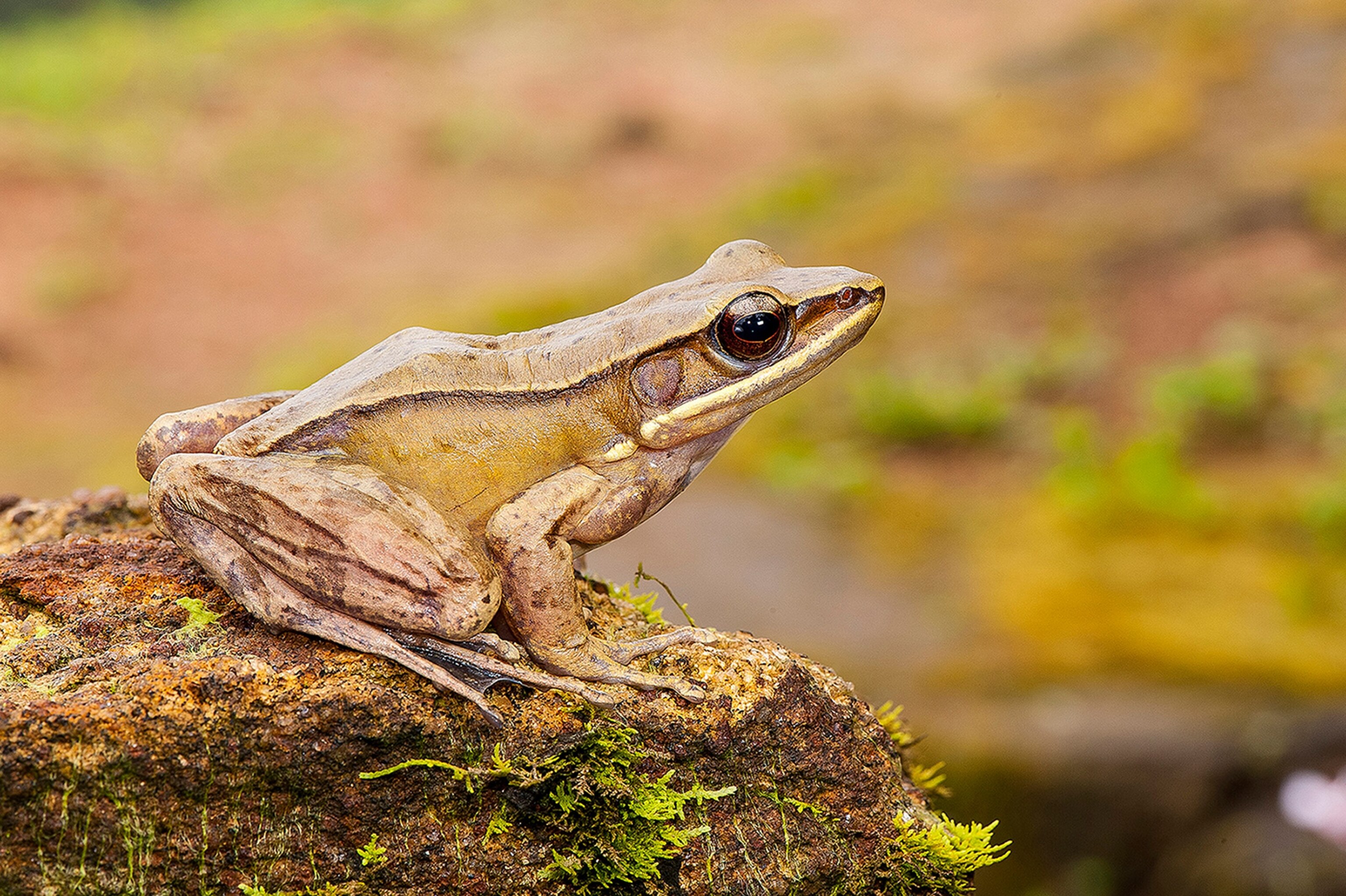 Surprising Inner-City Frog Among 7 New Species Found in Asia | National ...